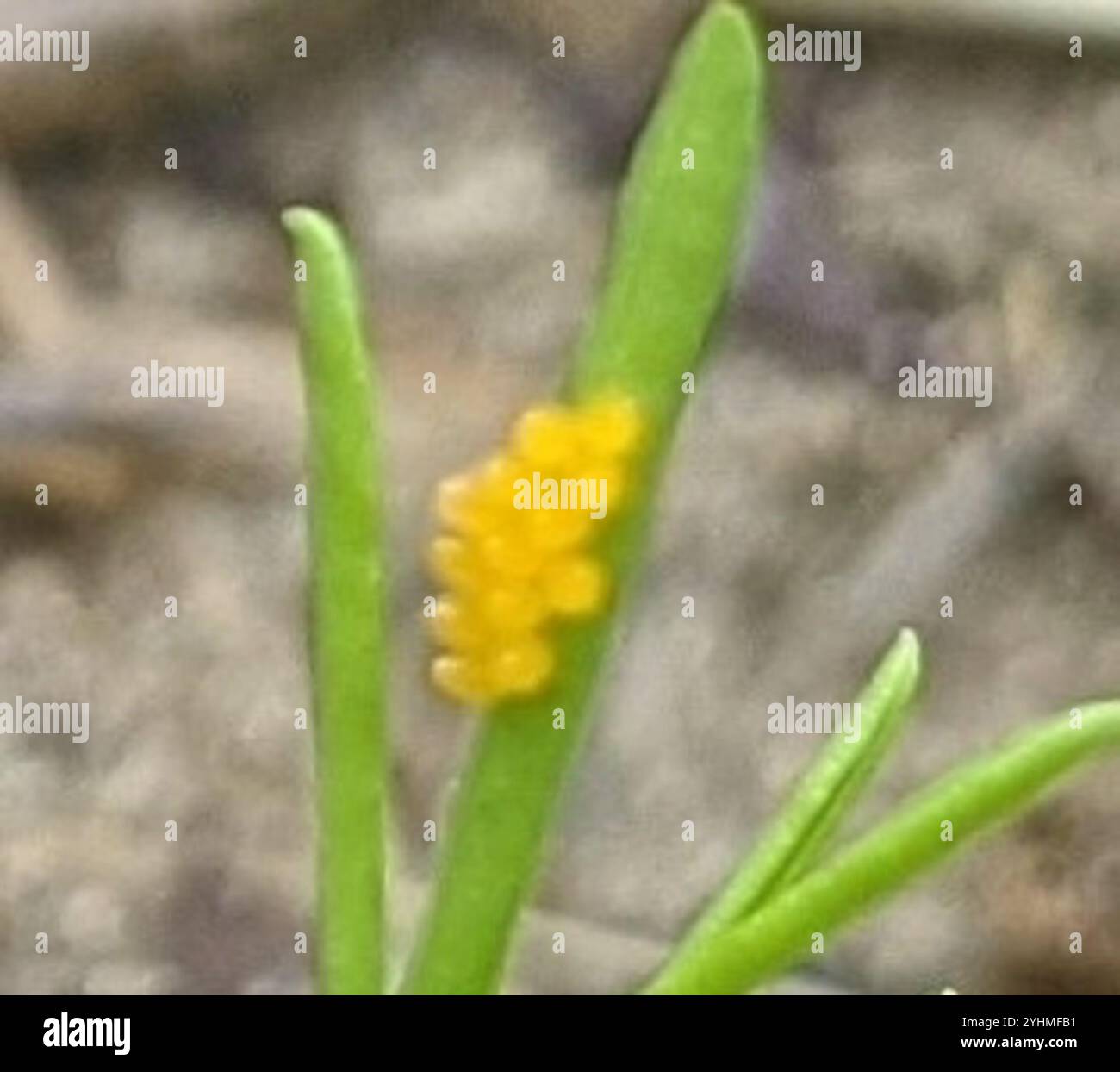 Winged and Once-winged Insects (Pterygota Stock Photo - Alamy