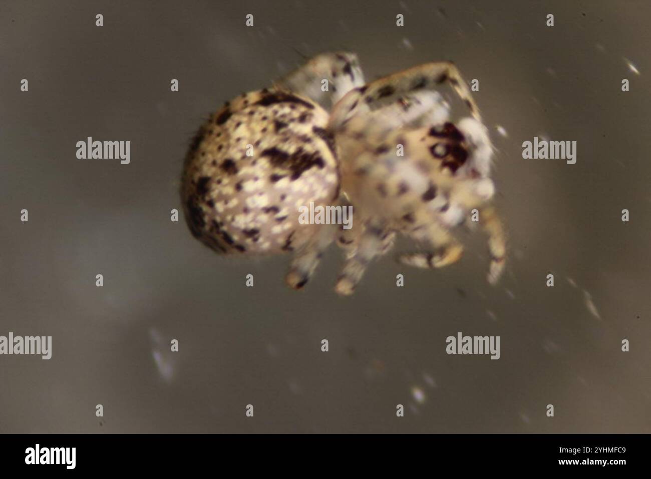 Platnick's Cobweb Spiders (Platnickina Stock Photo - Alamy