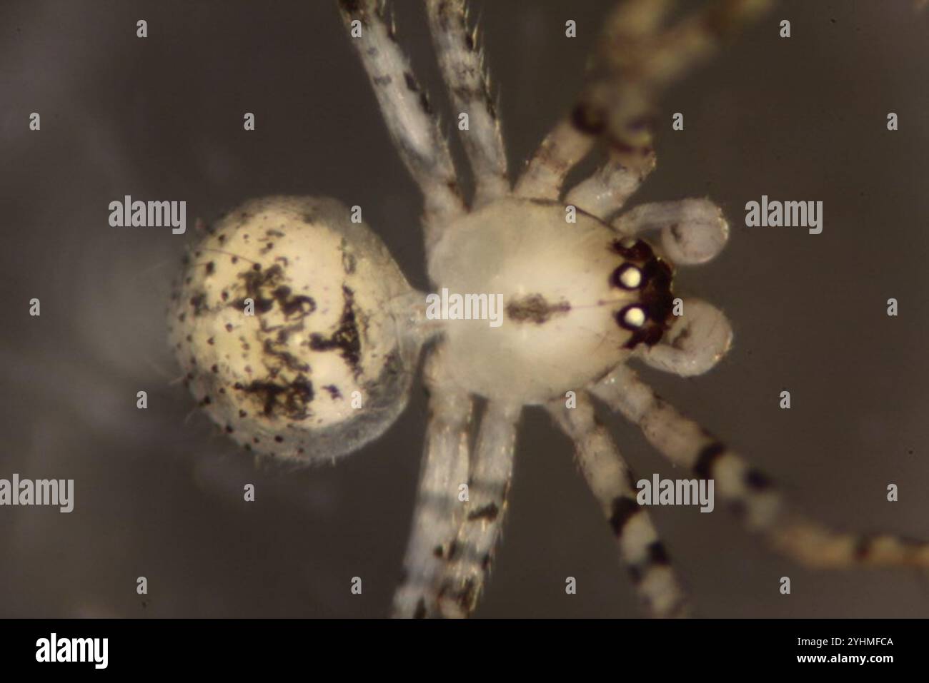 Pirate Spiders (Mimetidae Stock Photo - Alamy
