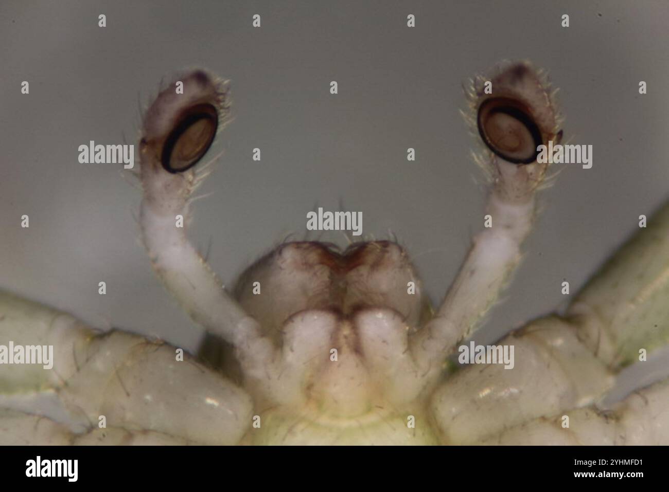 Ebrechtella tricuspidata hi-res stock photography and images - Alamy