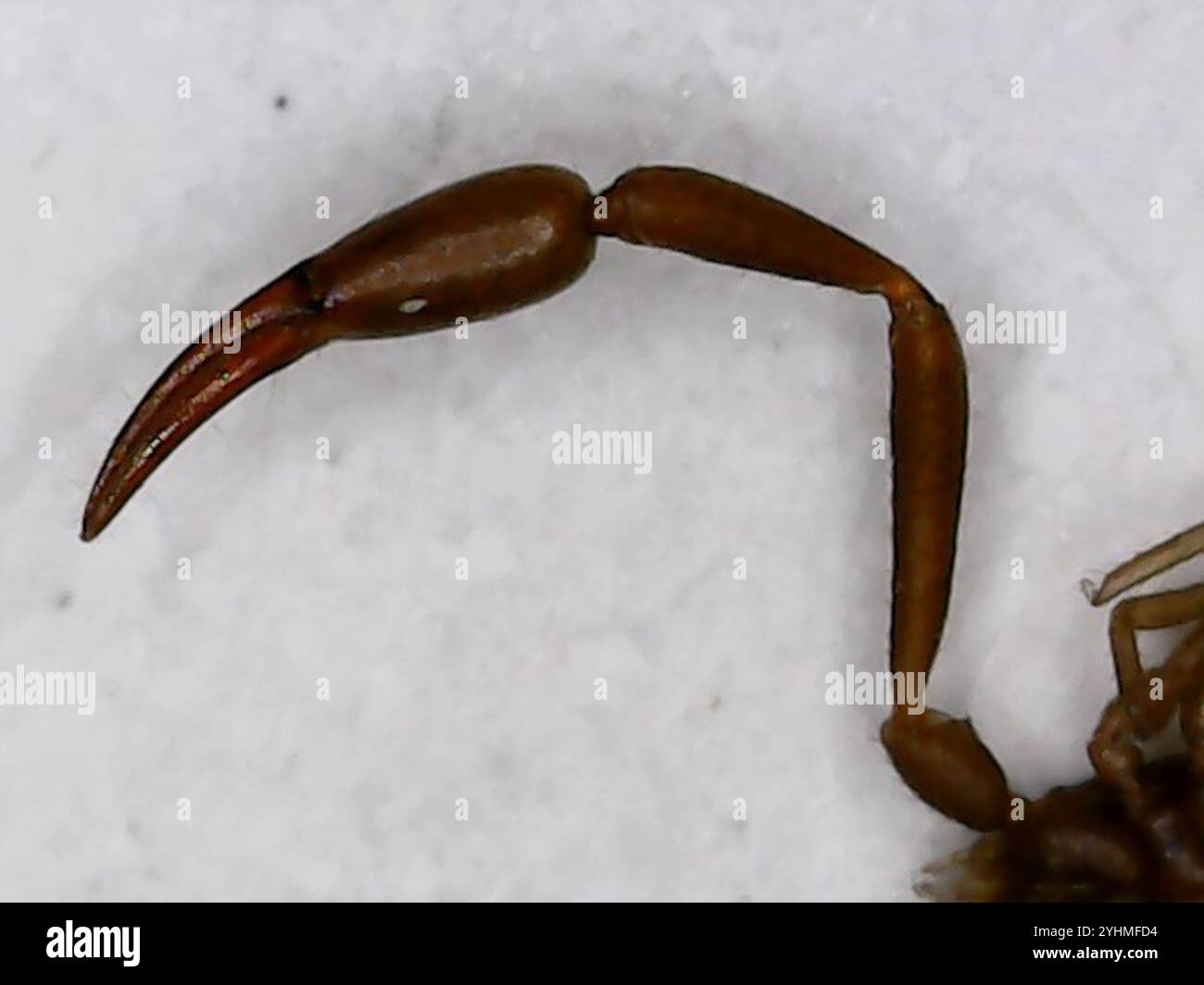 House Pseudoscorpion (Chelifer cancroides Stock Photo - Alamy