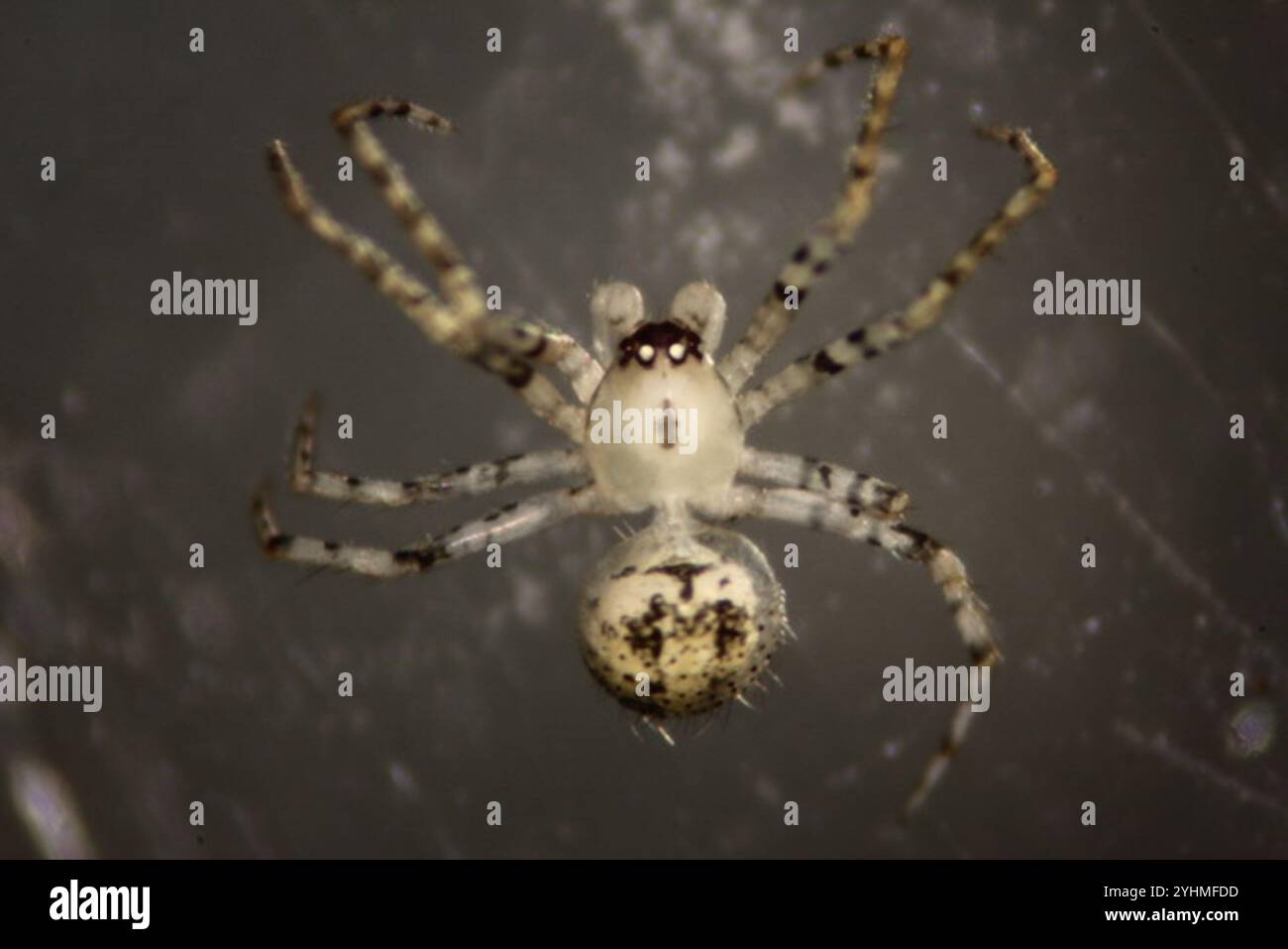Pirate Spiders (Mimetidae Stock Photo - Alamy