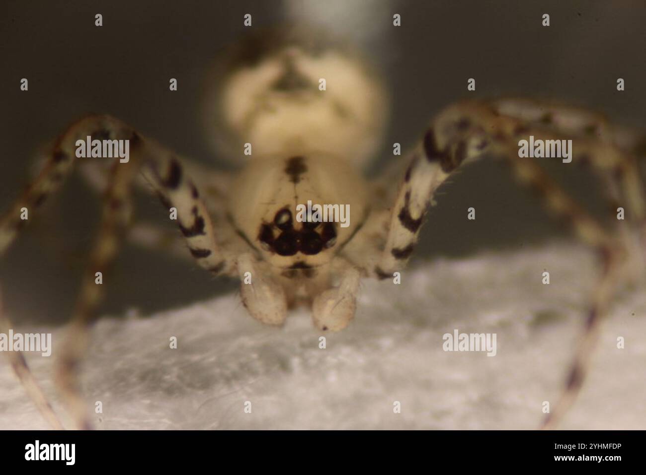 Pirate Spiders (Mimetidae Stock Photo - Alamy