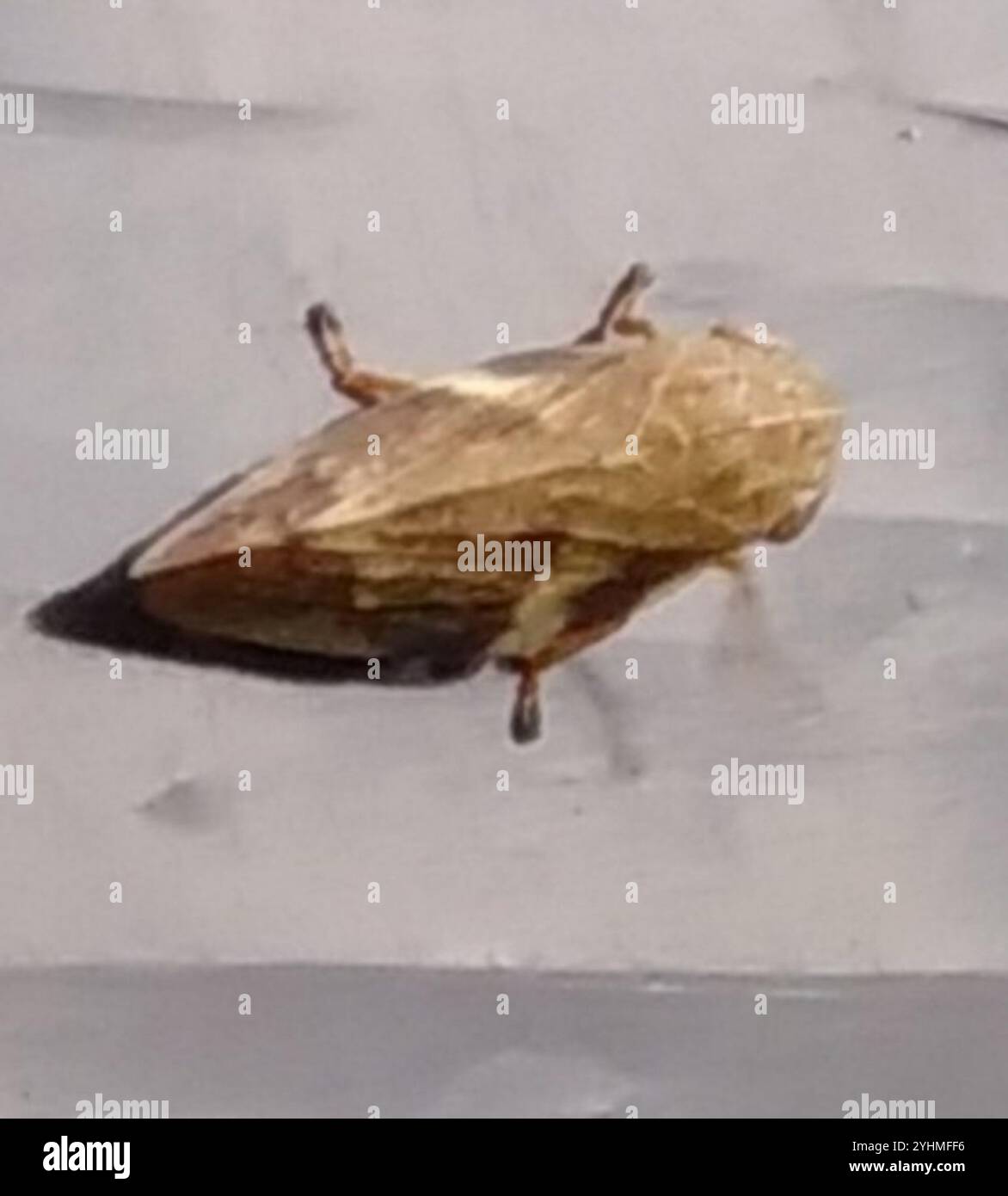 Alder Spittlebug (Aphrophora alni Stock Photo - Alamy