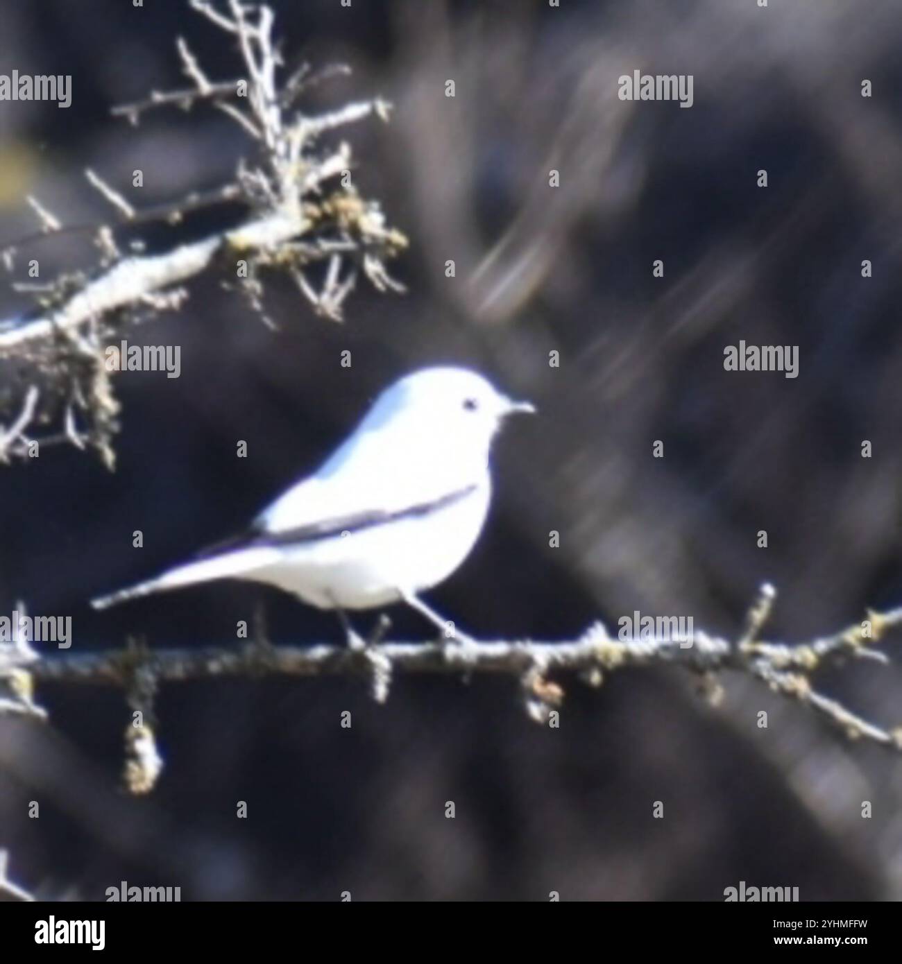 White Monjita (Xolmis irupero Stock Photo - Alamy