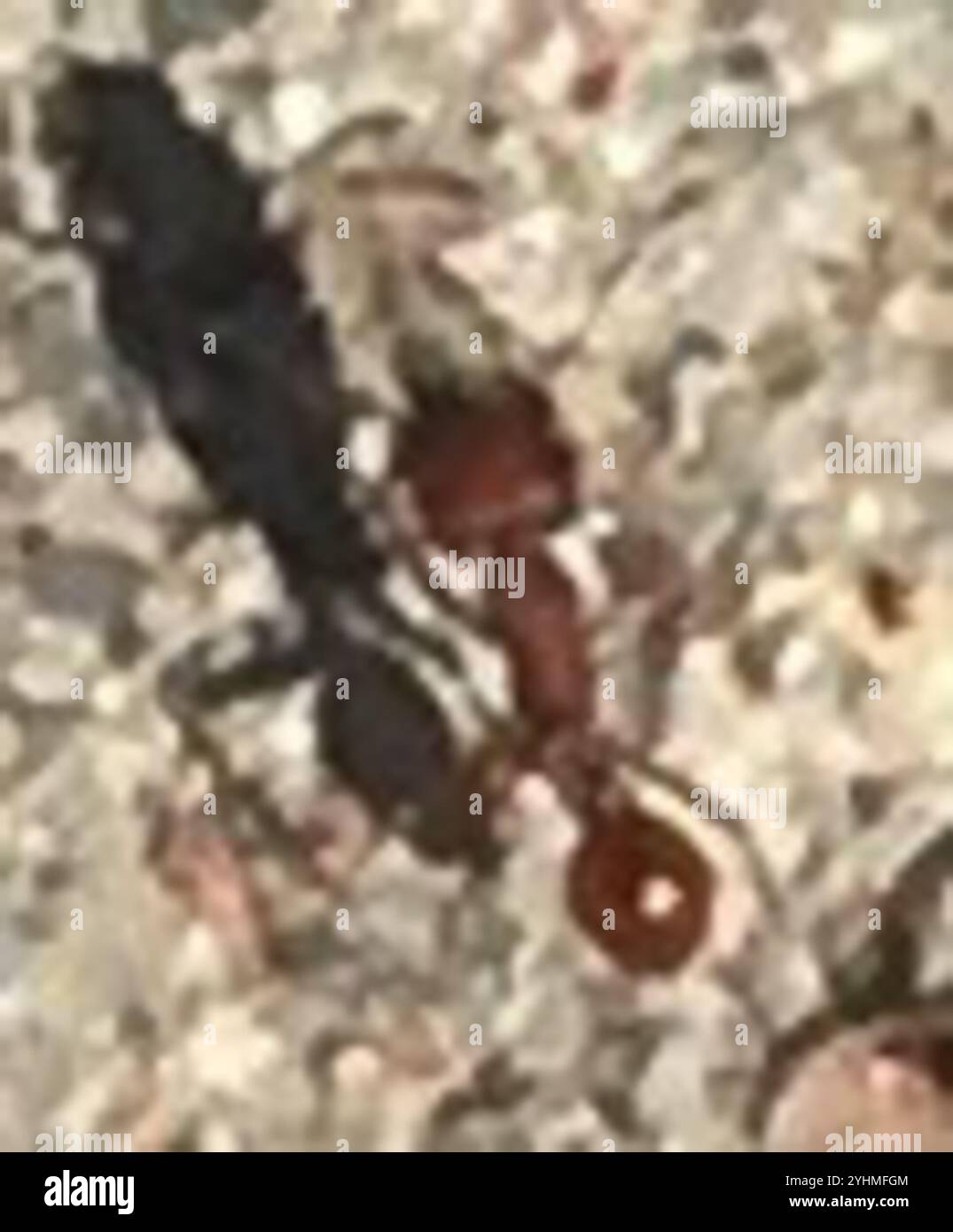 Pogonomyrmex occidentalis hi-res stock photography and images - Alamy
