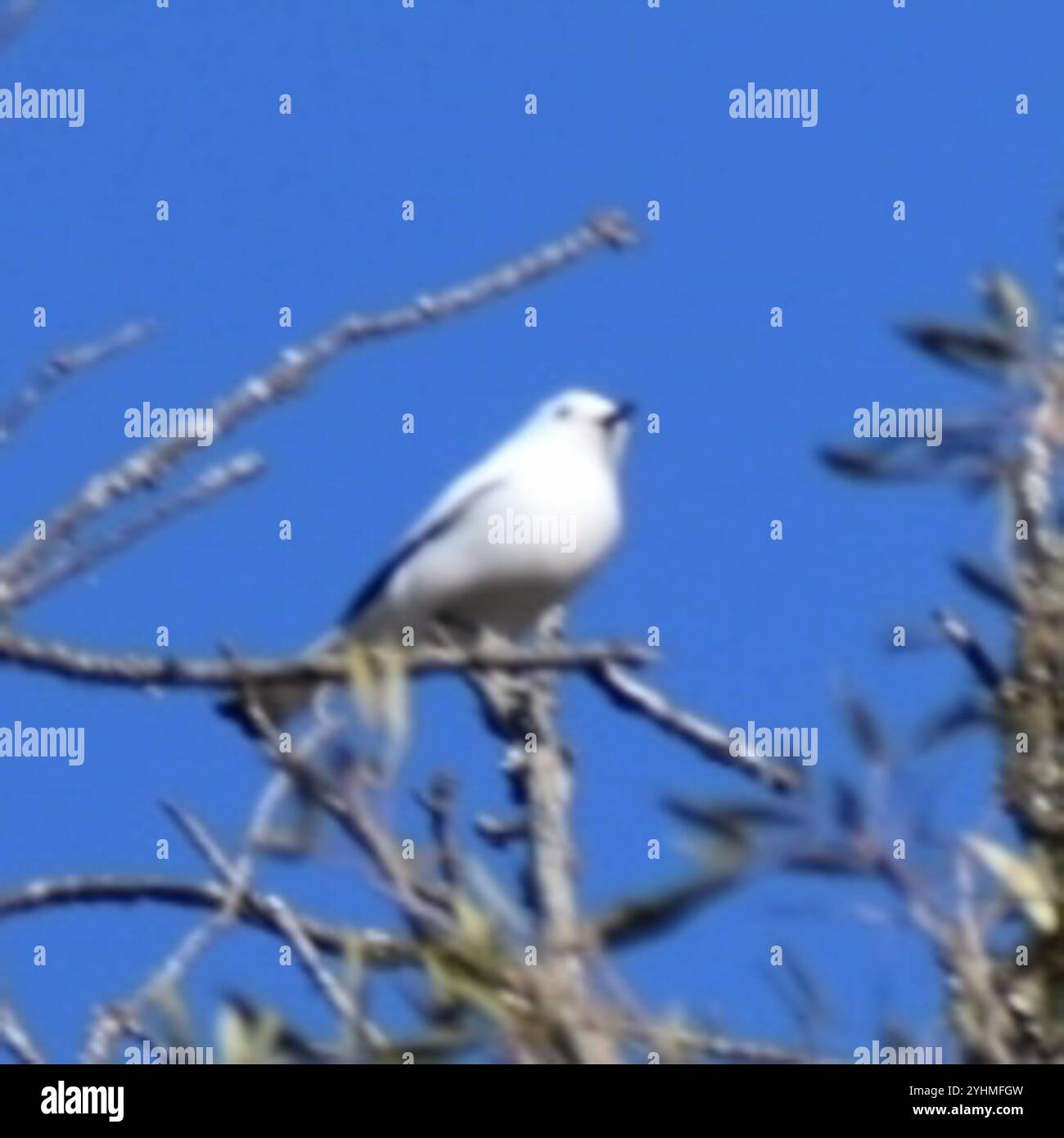 White Monjita (Xolmis irupero Stock Photo - Alamy