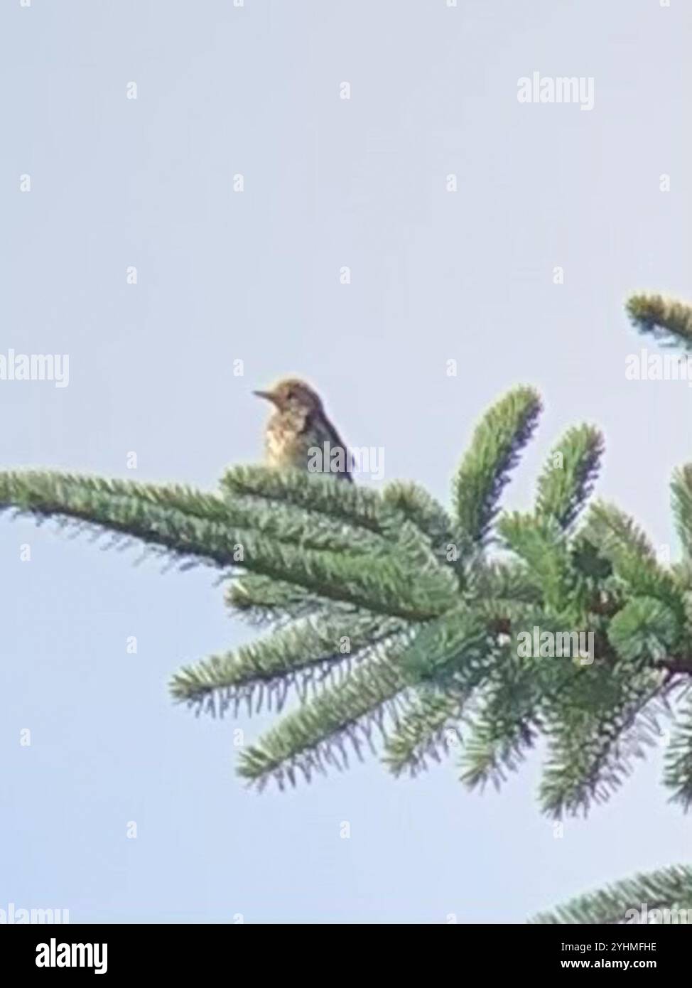 Tree Pipit (Anthus trivialis Stock Photo - Alamy
