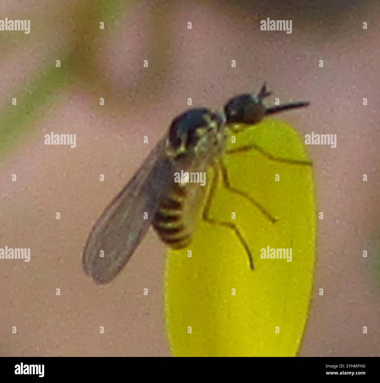 Micro Bee Flies (Mythicomyiidae Stock Photo - Alamy