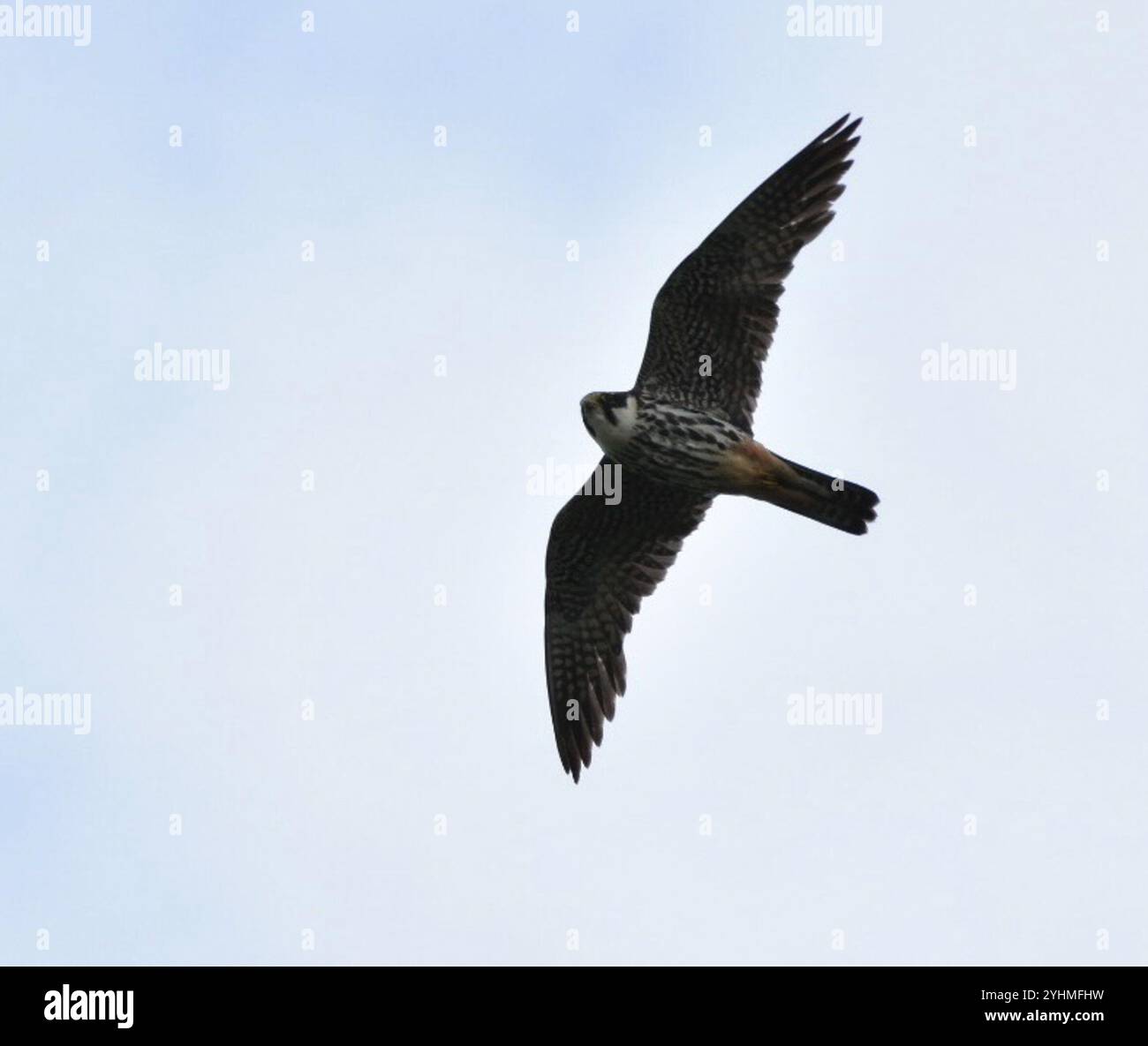 Eurasian Hobby (Falco subbuteo Stock Photo - Alamy