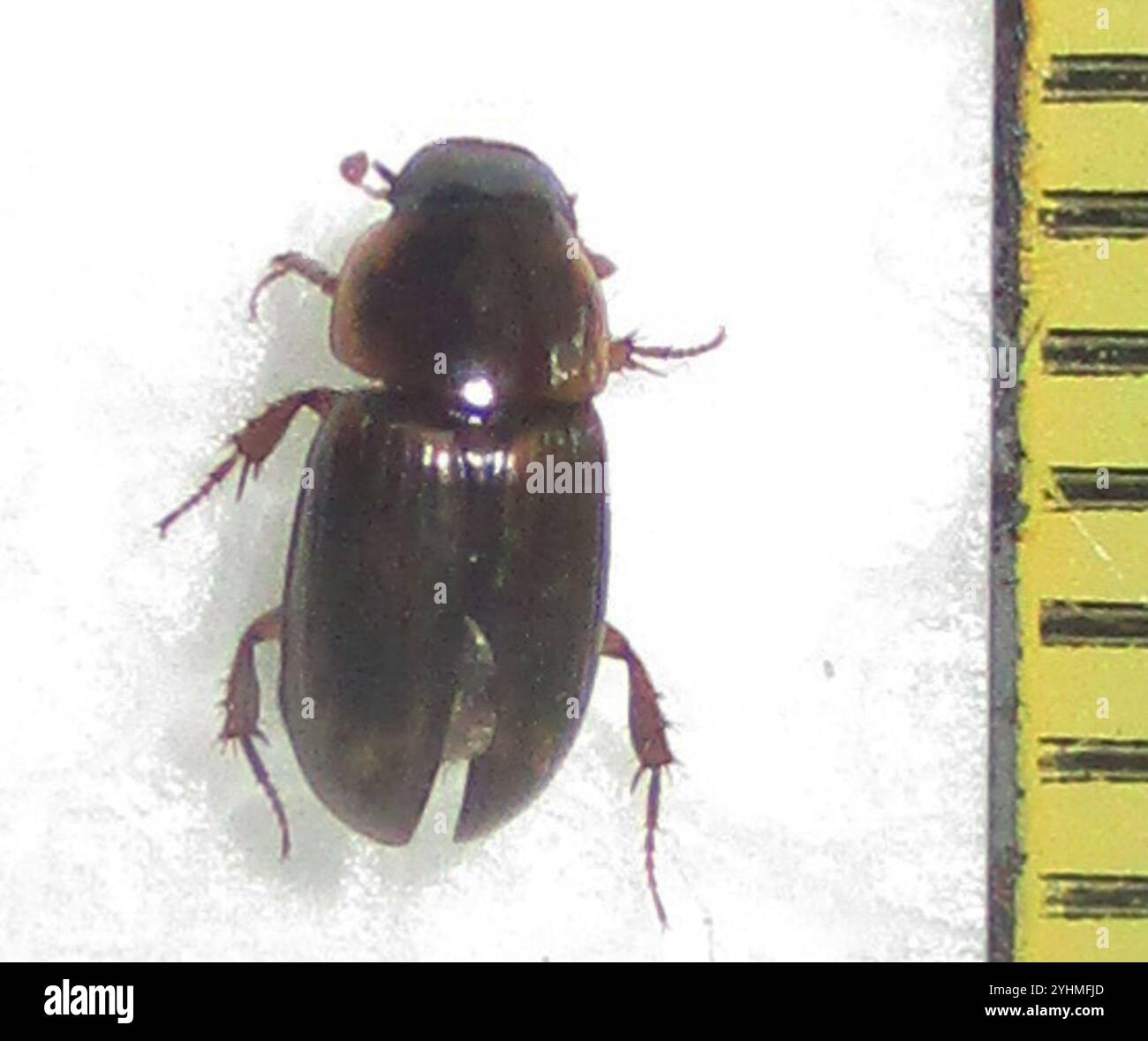 Small Dung Beetles (Aphodiinae Stock Photo - Alamy