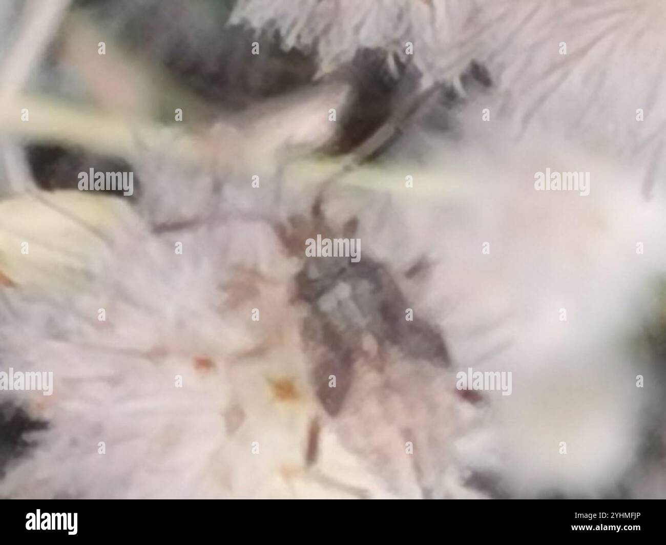 Scentless Plant Bugs (Rhopalidae Stock Photo - Alamy