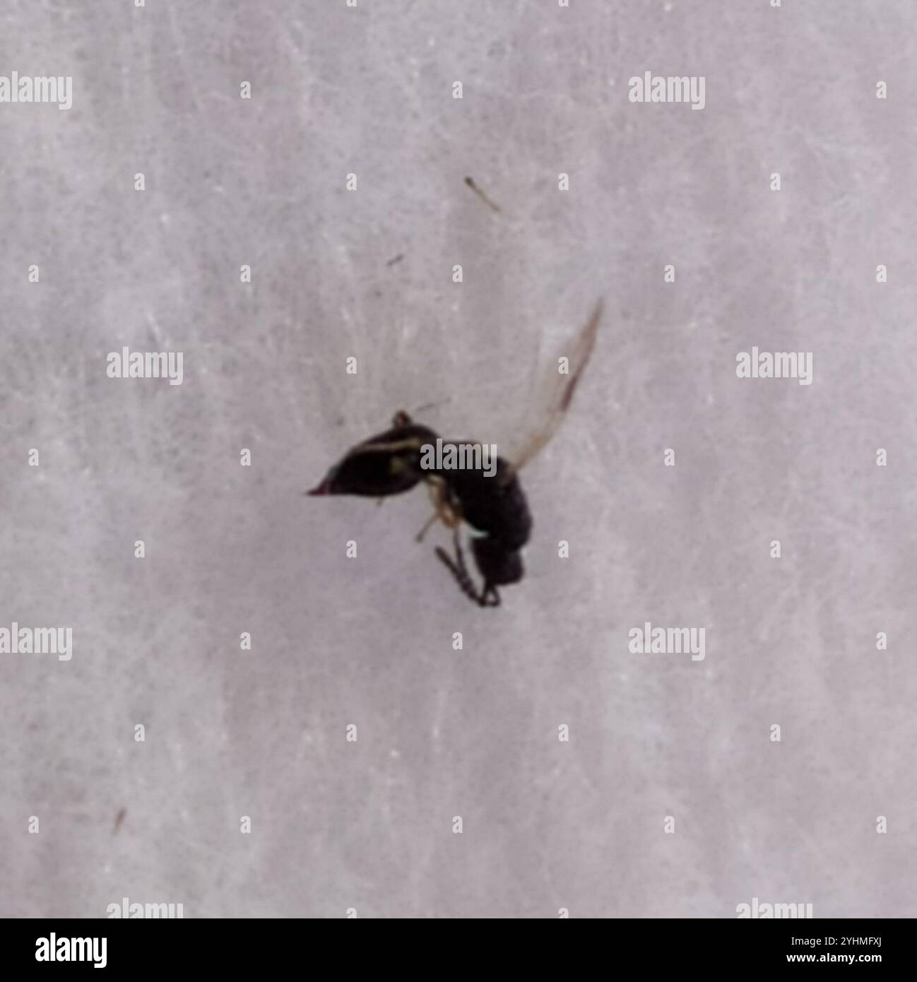 Eurytoma hi-res stock photography and images - Alamy