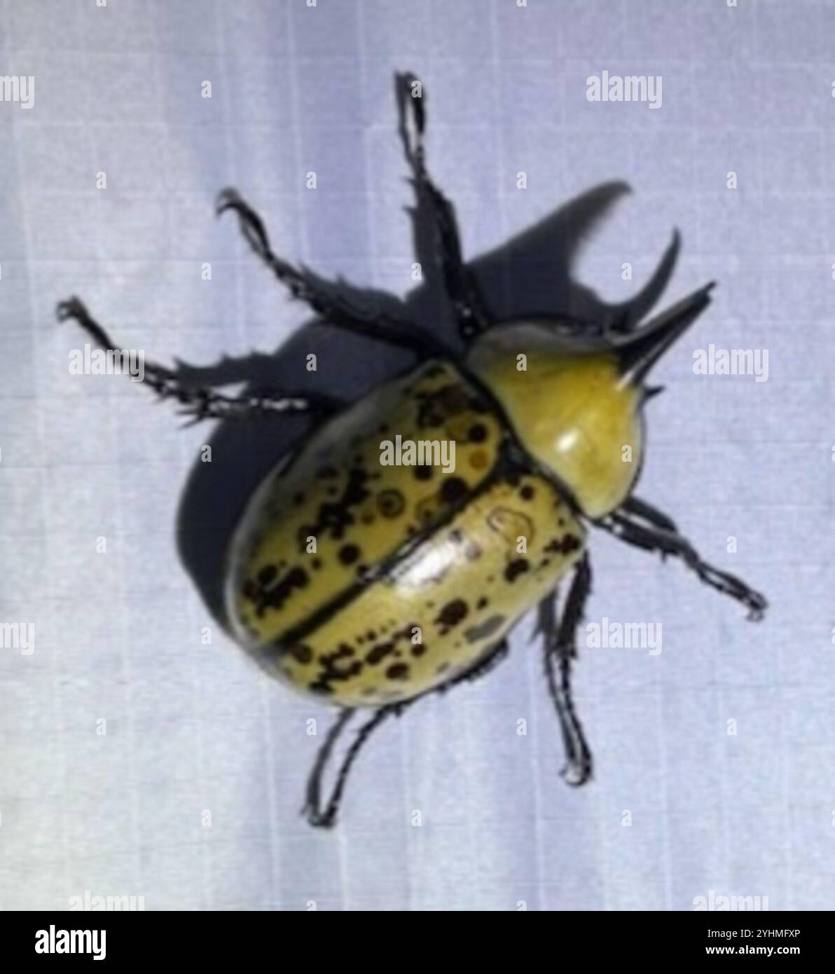 Eastern Hercules Beetle (Dynastes tityus Stock Photo - Alamy