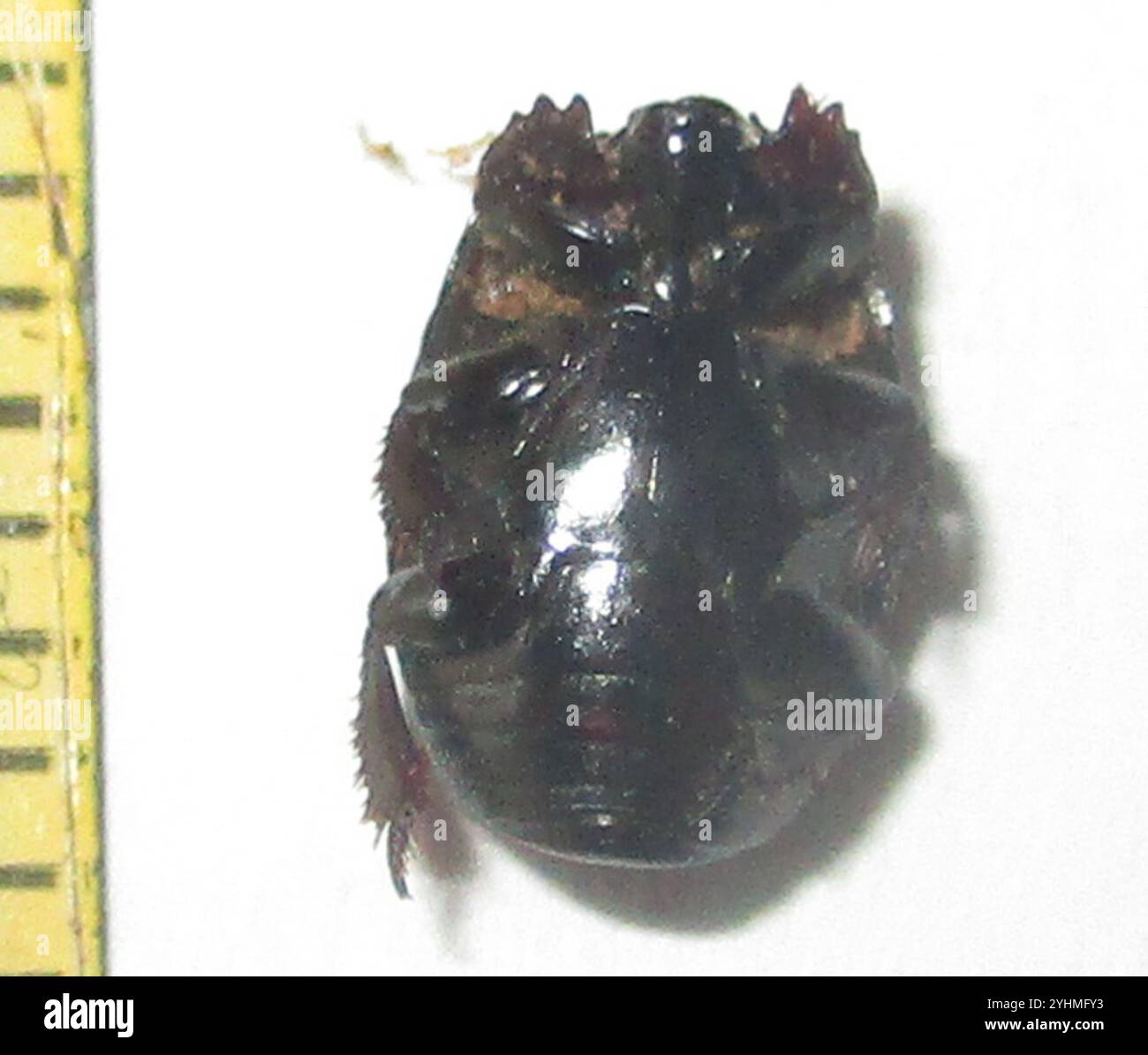 Hister Beetles (Histeridae Stock Photo - Alamy