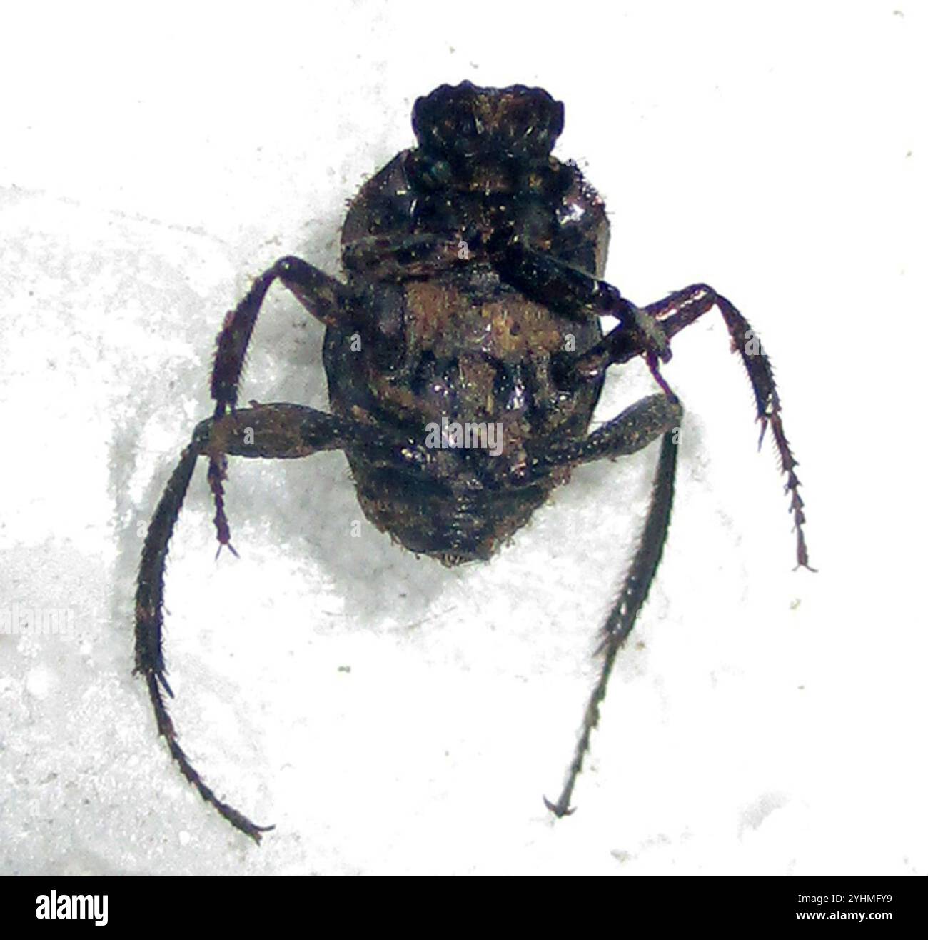 Sisyphus beetles hi-res stock photography and images - Alamy