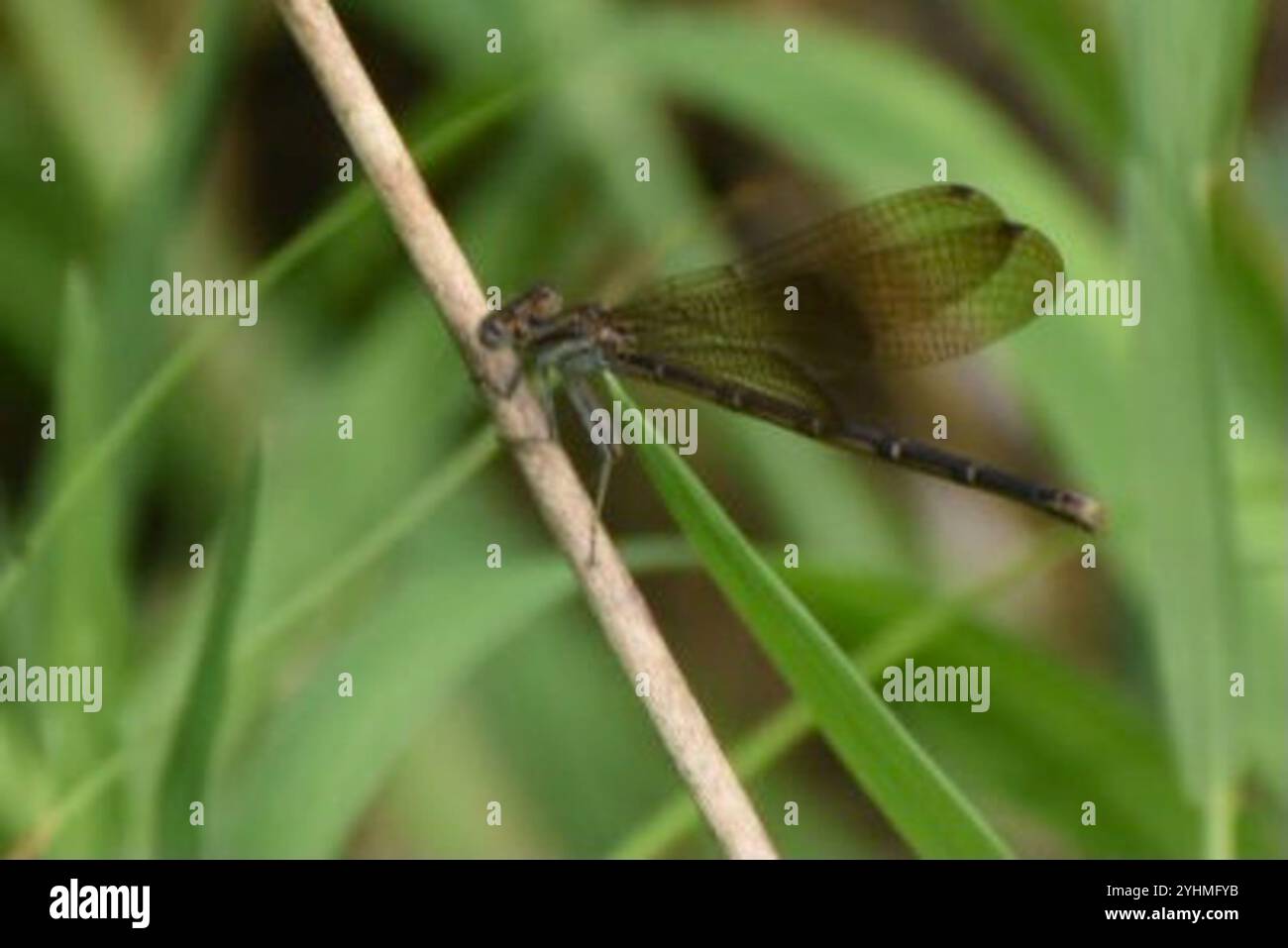 Variable Dancer (Argia fumipennis Stock Photo - Alamy