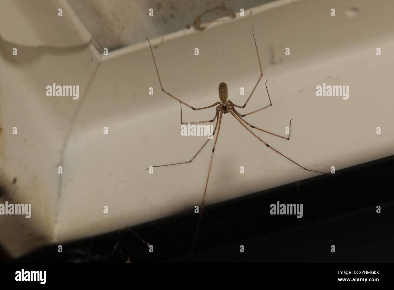 Long-bodied Cellar Spider (Pholcus phalangioides Stock Photo - Alamy