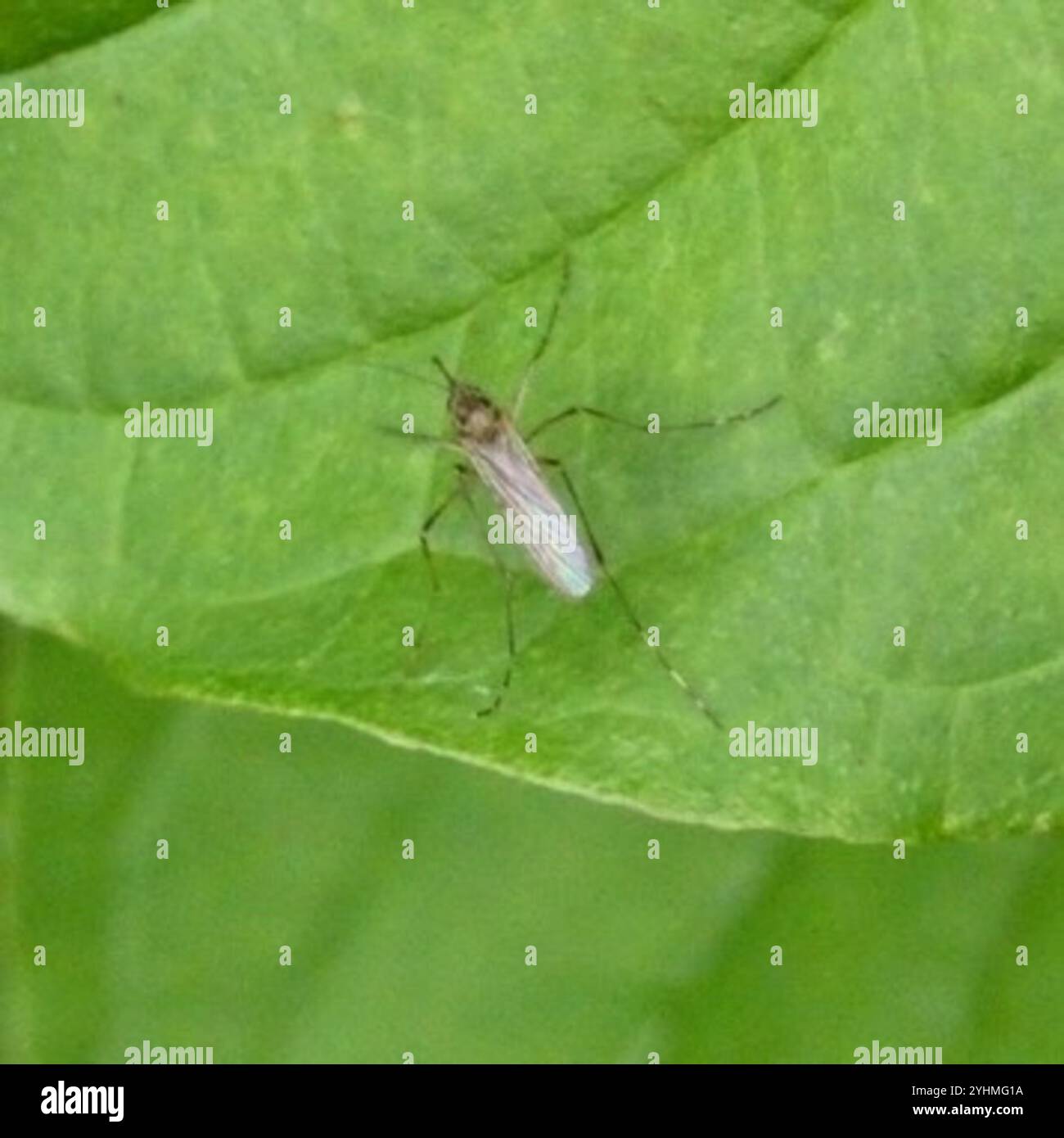 Asian Bush Mosquito (Aedes japonicus Stock Photo - Alamy