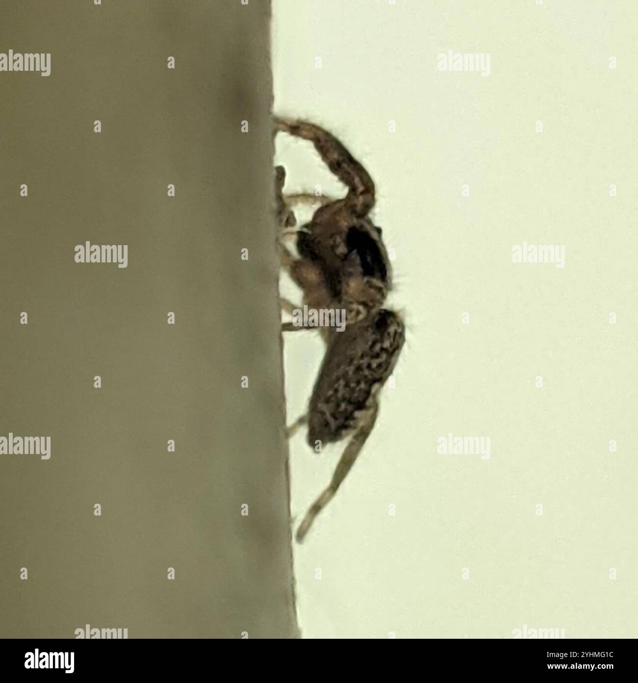 Tan Jumping Spider (Platycryptus undatus Stock Photo - Alamy