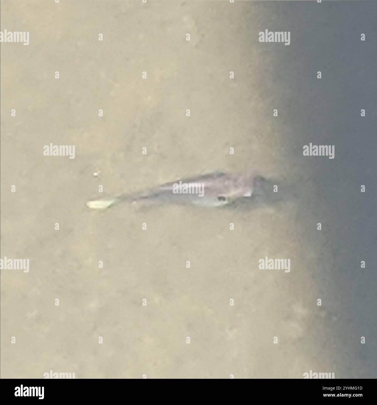 Common Sunfishes (Lepomis Stock Photo - Alamy