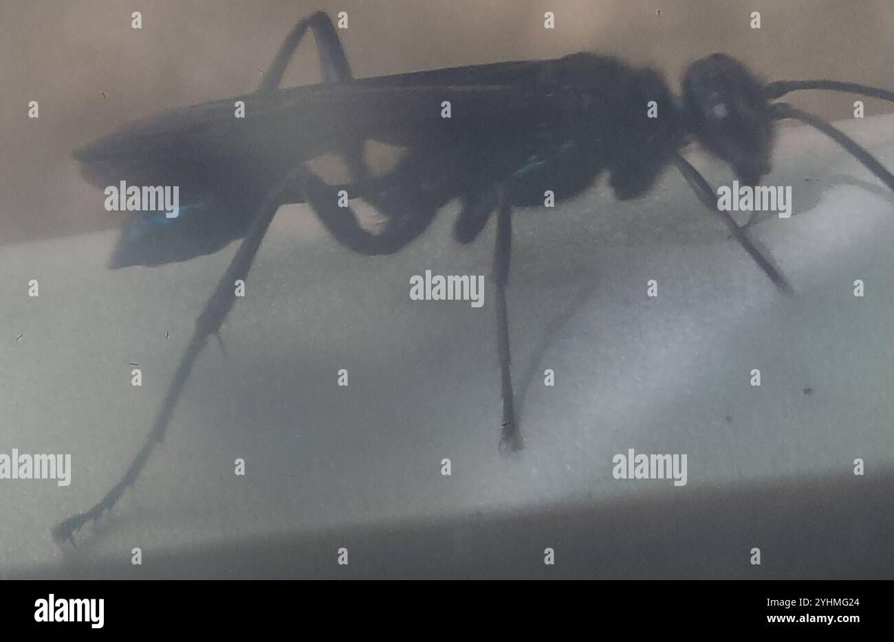 Nearctic Blue Mud-dauber Wasp (Chalybion californicum Stock Photo - Alamy