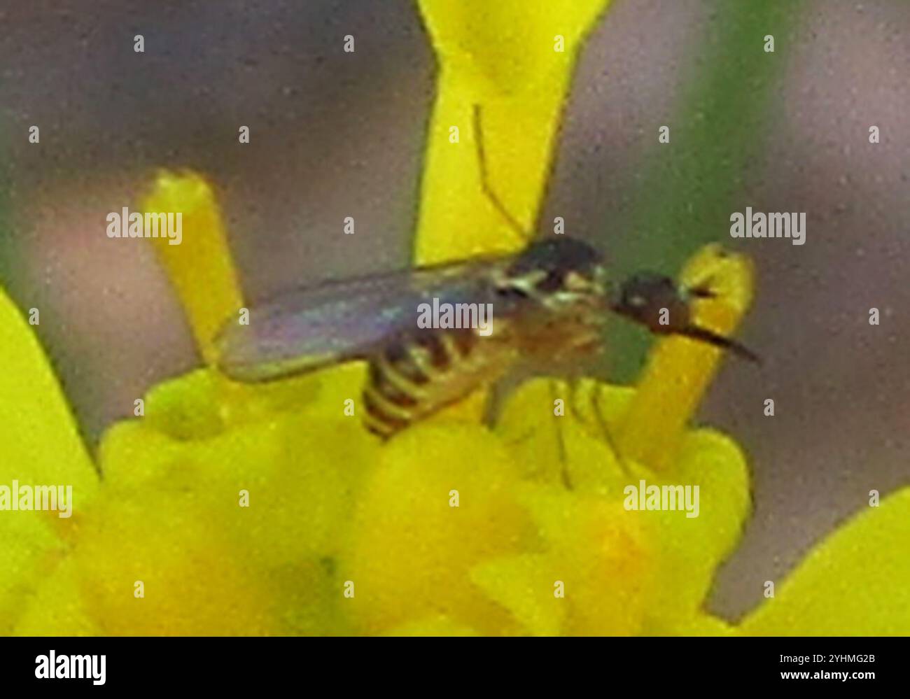 Micro Bee Flies (Mythicomyiidae Stock Photo - Alamy