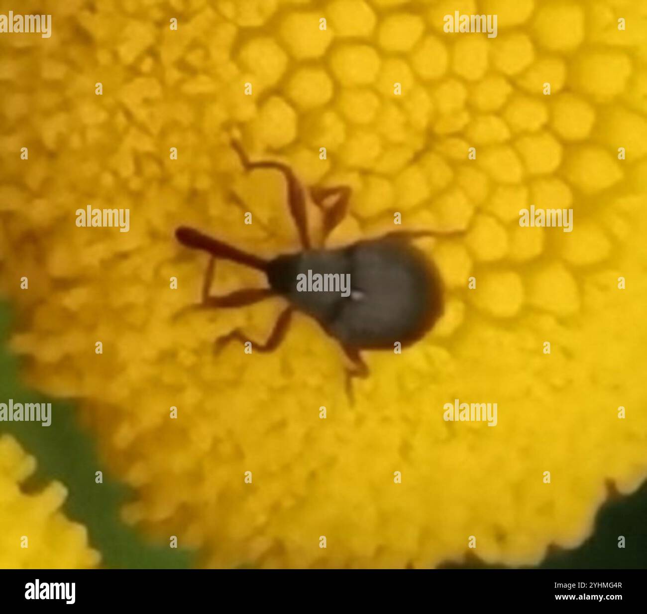 Strawberry blossom weevil (Anthonomus rubi Stock Photo - Alamy