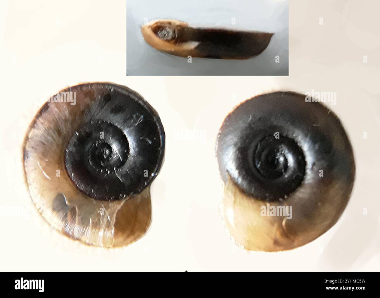 Margined Ram's-horn (Planorbis planorbis Stock Photo - Alamy