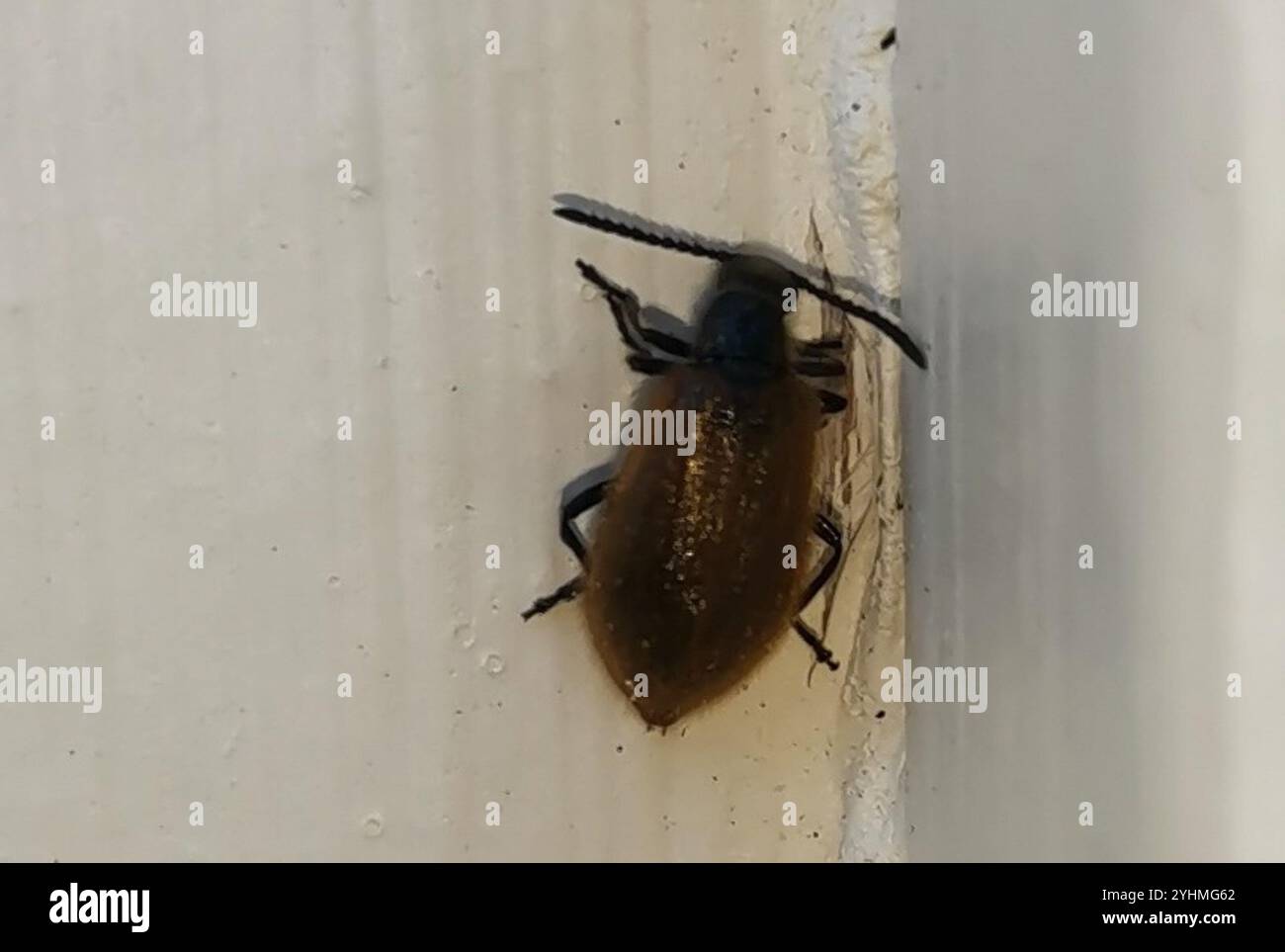 Rough-haired Lagria Beetle (Lagria hirta Stock Photo - Alamy