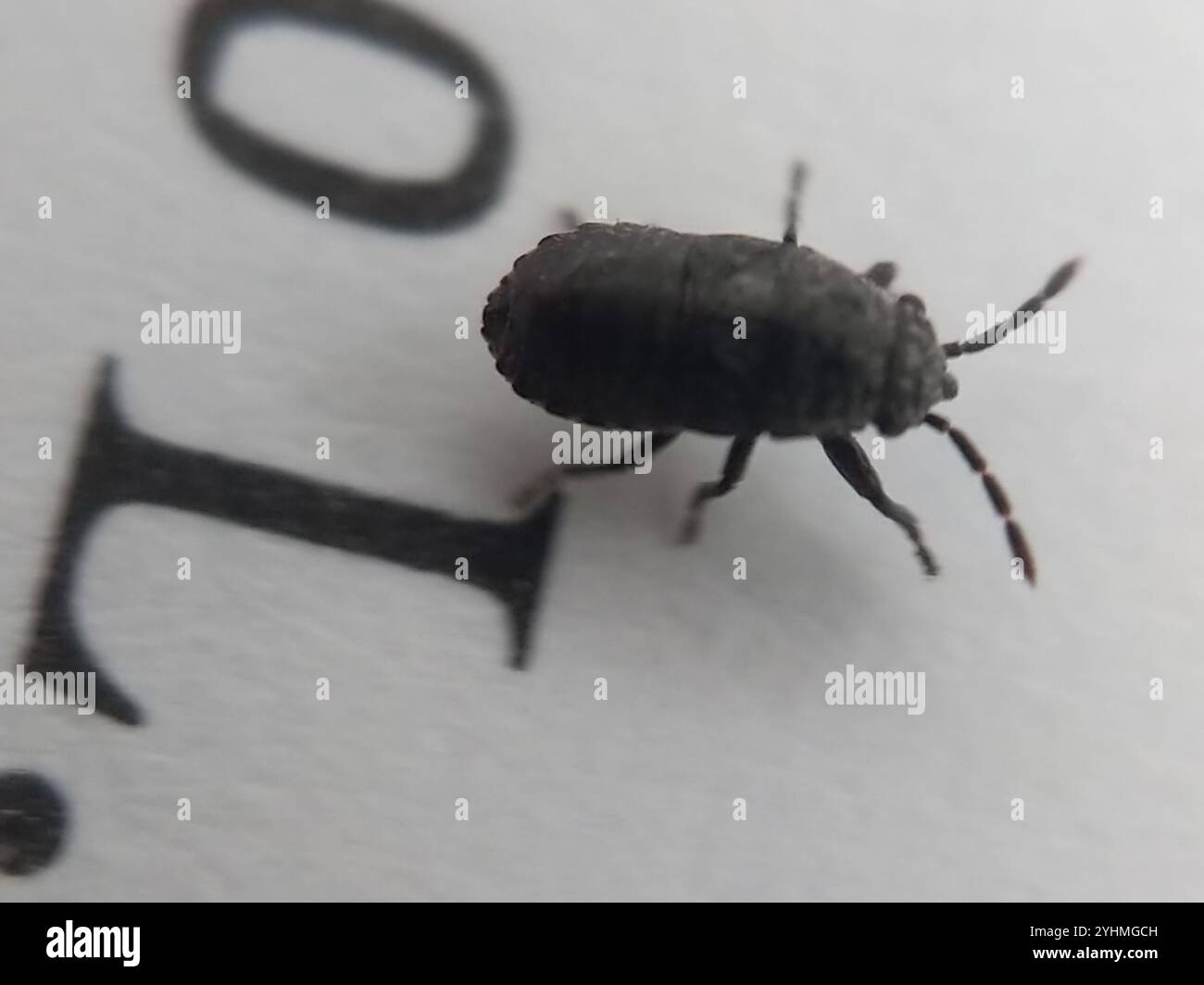 True Bugs (Heteroptera Stock Photo - Alamy