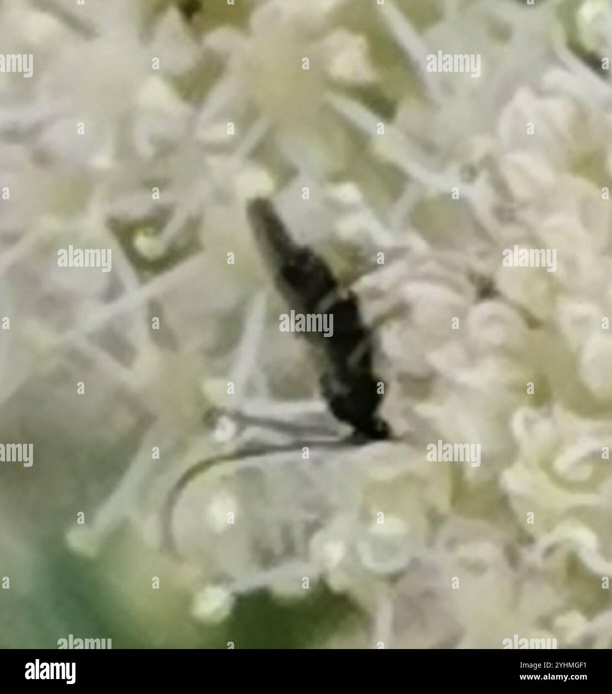 Ants, Bees, Wasps, and Sawflies (Hymenoptera Stock Photo - Alamy