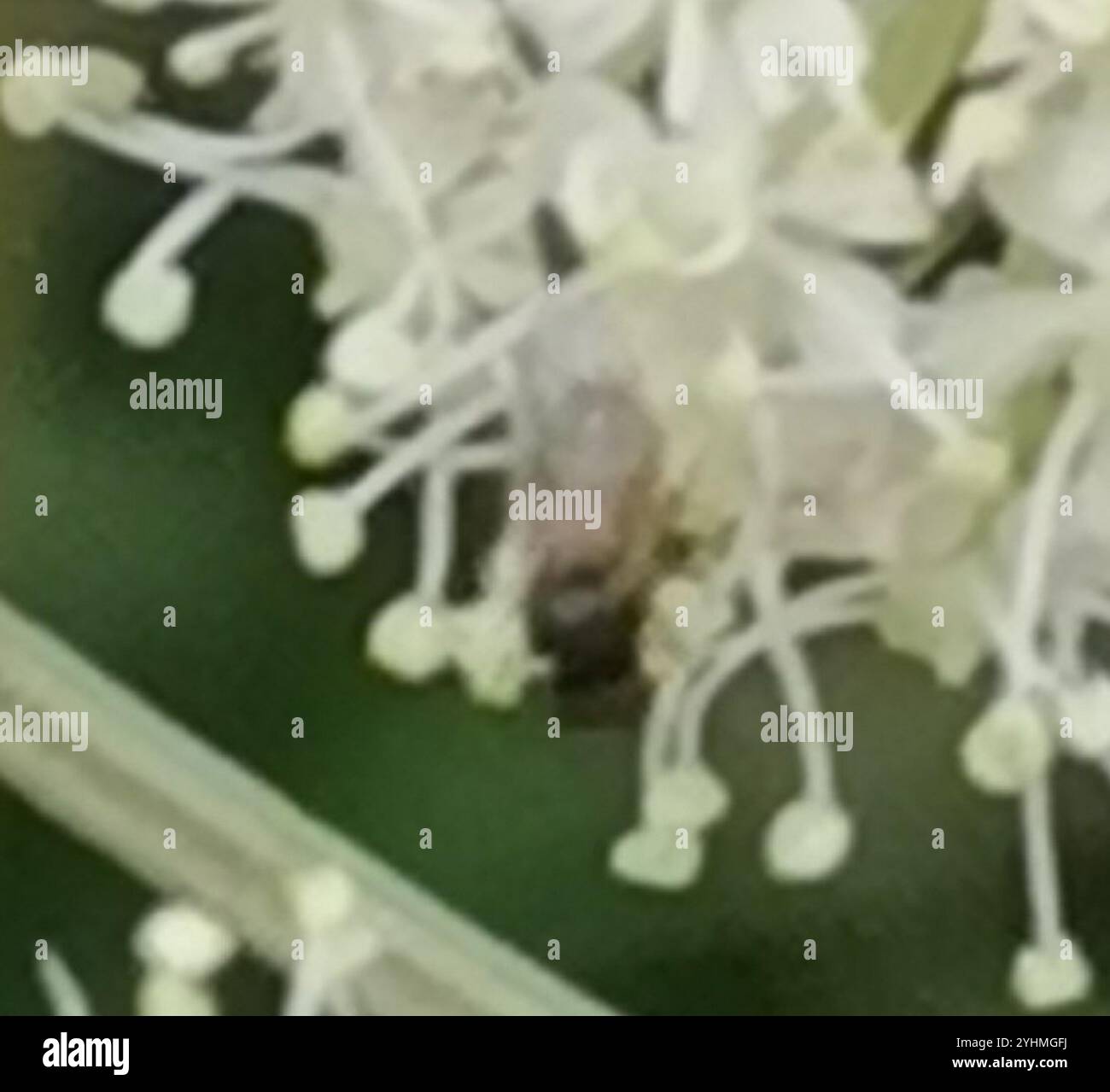 Black Flies (Simuliidae Stock Photo - Alamy