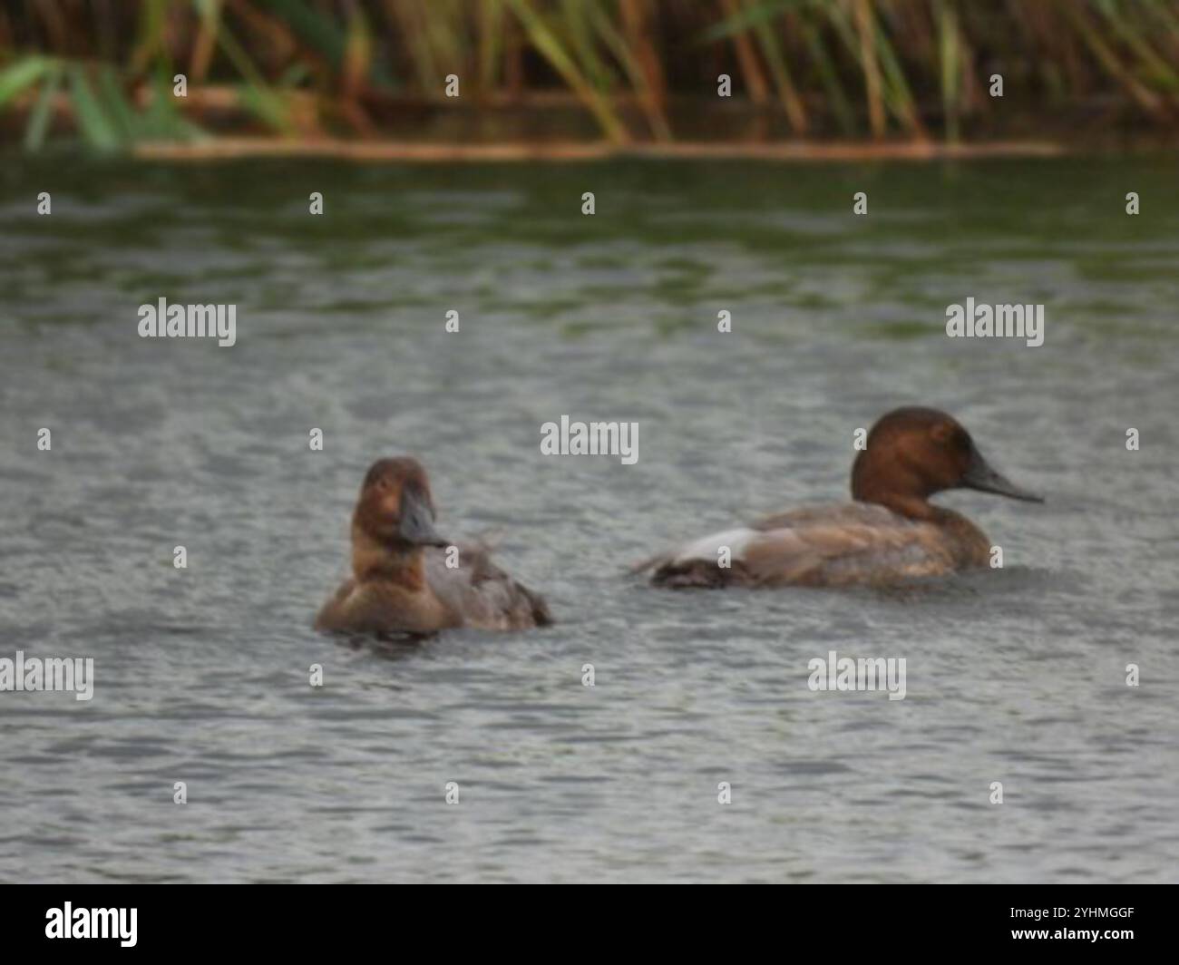 Common Pochard (Aythya ferina Stock Photo - Alamy