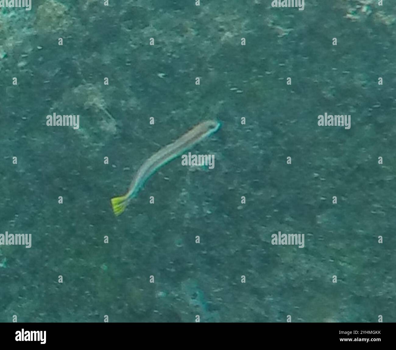 Plagiotremus goslinei hi-res stock photography and images - Alamy