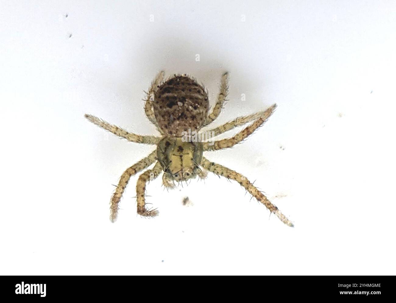 Crab Spiders (Thomisidae Stock Photo - Alamy