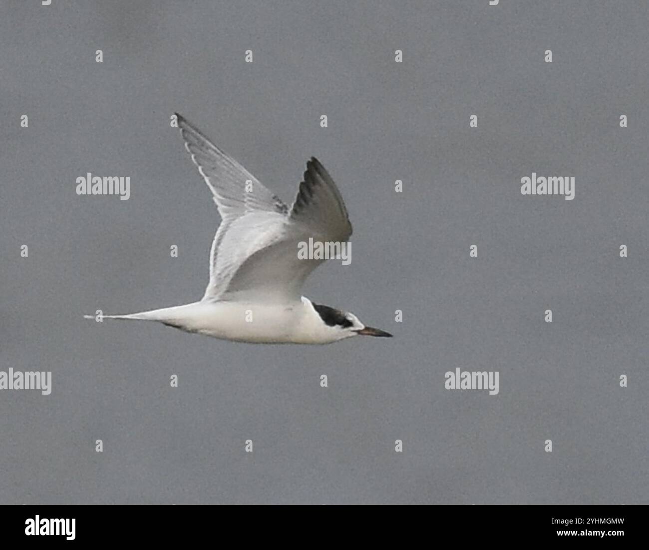 Common Tern (Sterna hirundo Stock Photo - Alamy
