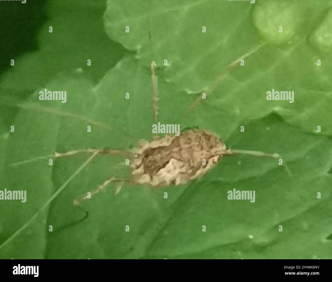 Saddleback Harvestman (Mitopus morio Stock Photo - Alamy