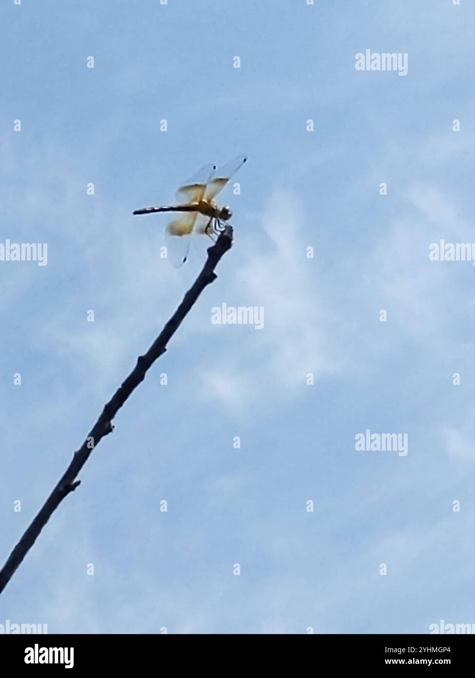 Band winged meadowhawk hi-res stock photography and images - Alamy