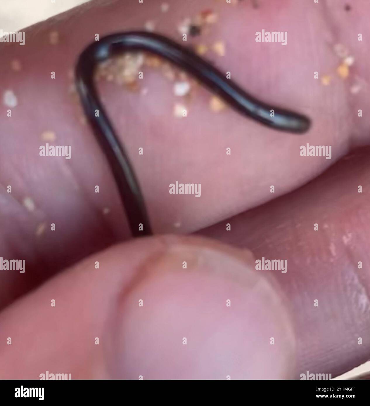 Brahminy Blindsnake (Indotyphlops braminus Stock Photo - Alamy