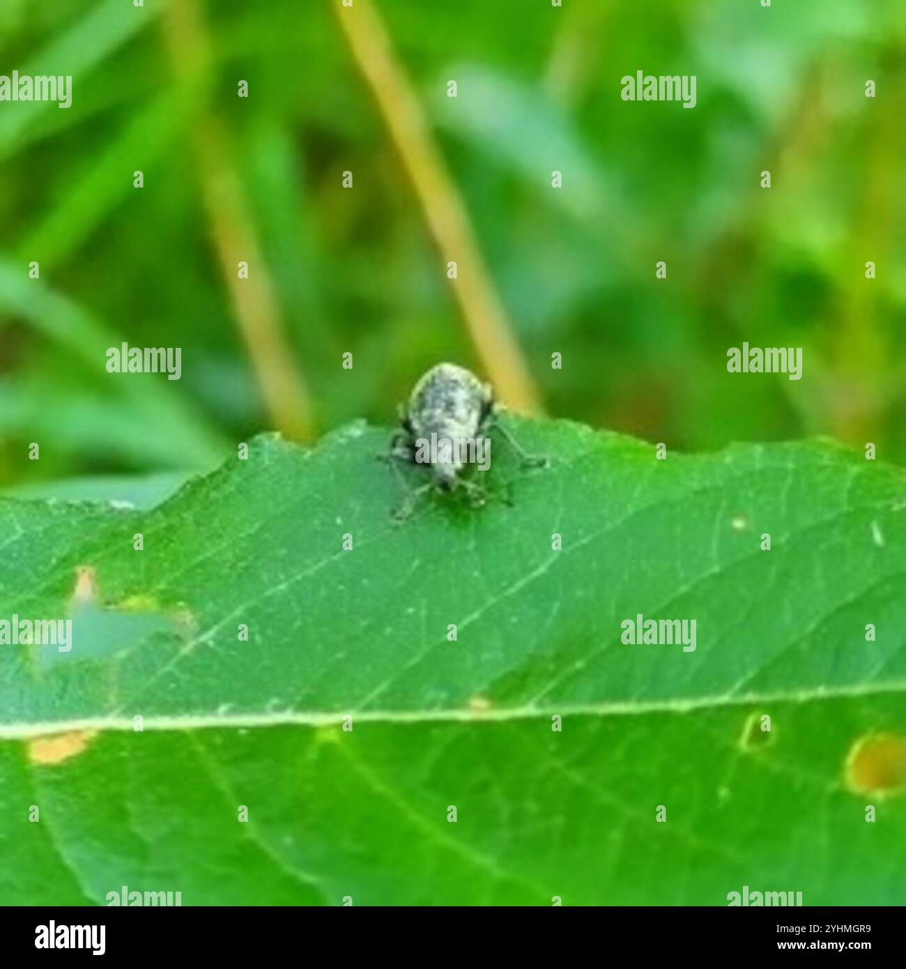 Nettle weevil (Phyllobius pomaceus Stock Photo - Alamy
