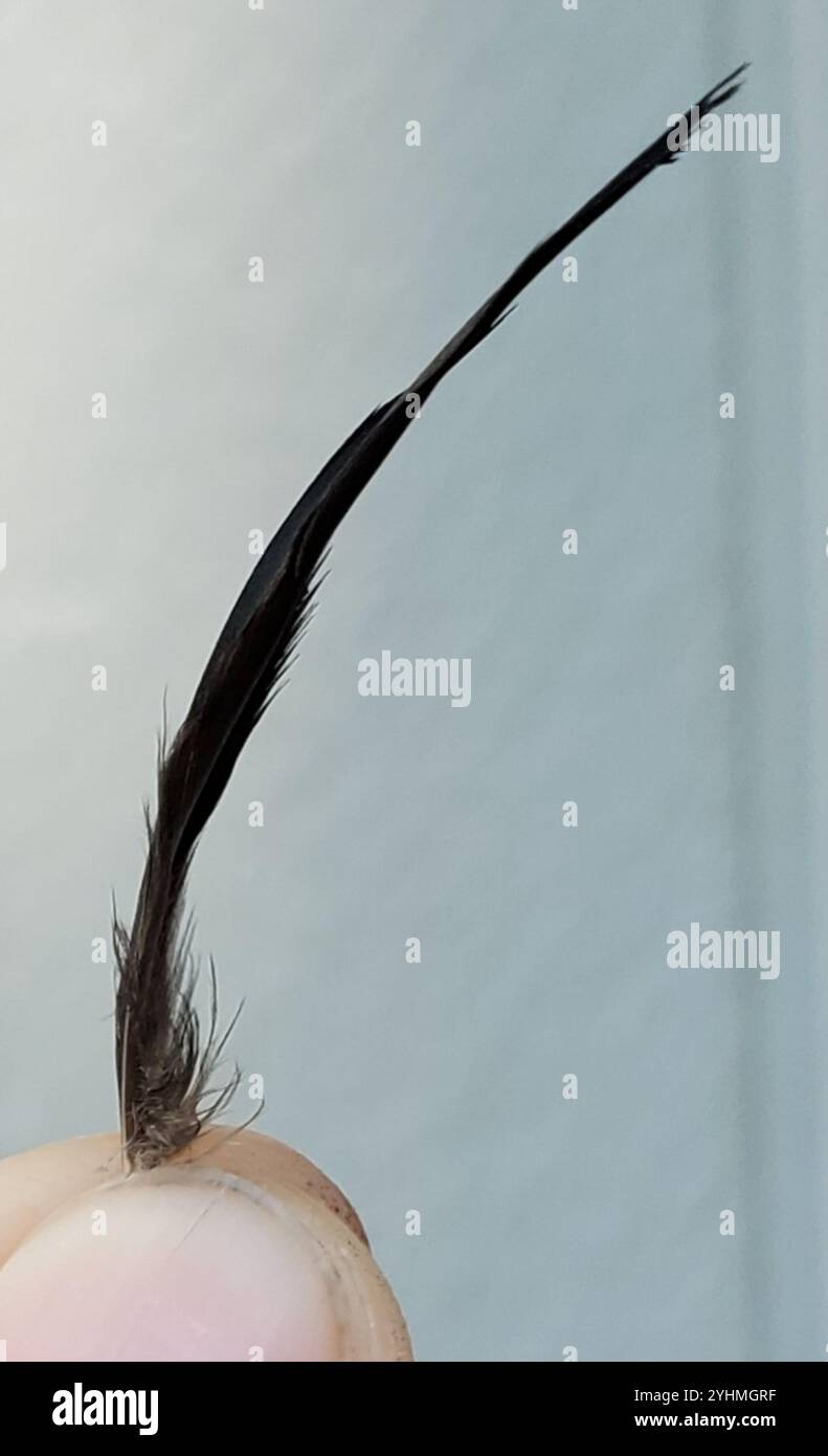 New World Blackbirds and Orioles (Icteridae Stock Photo - Alamy