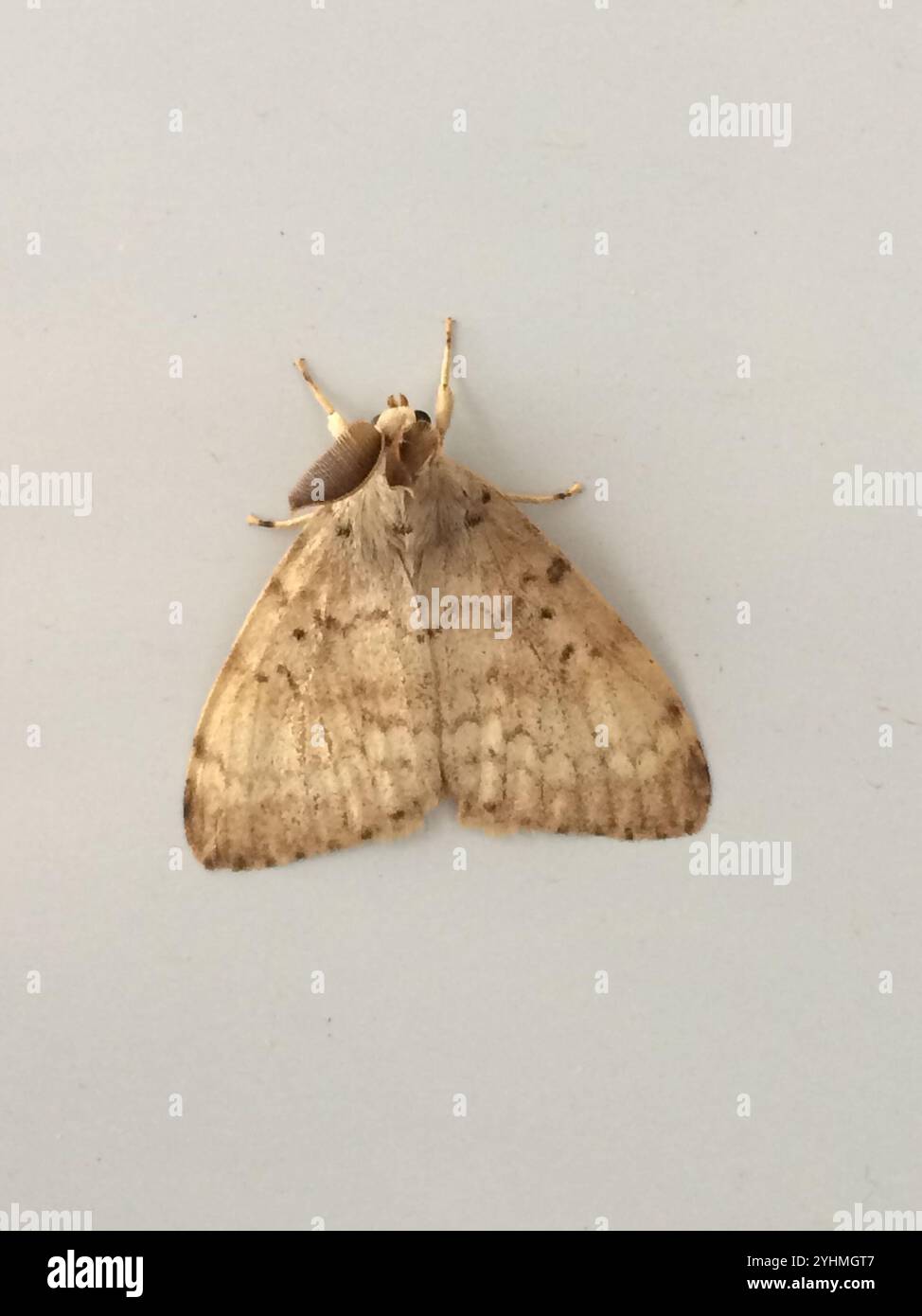 Spongy Moth (Lymantria dispar Stock Photo - Alamy