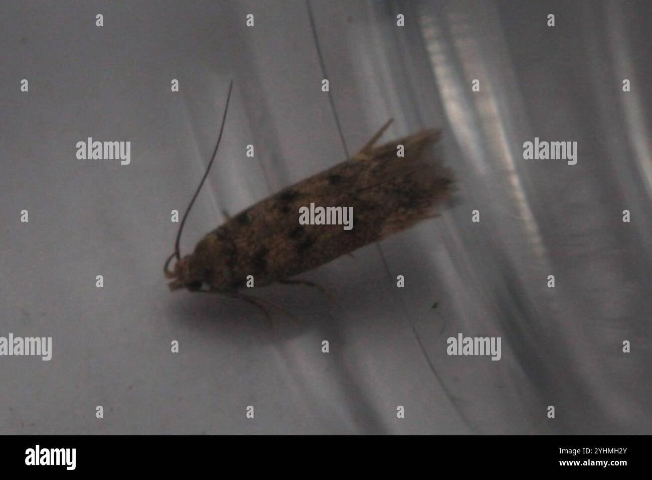 Bryotropha hi-res stock photography and images - Alamy