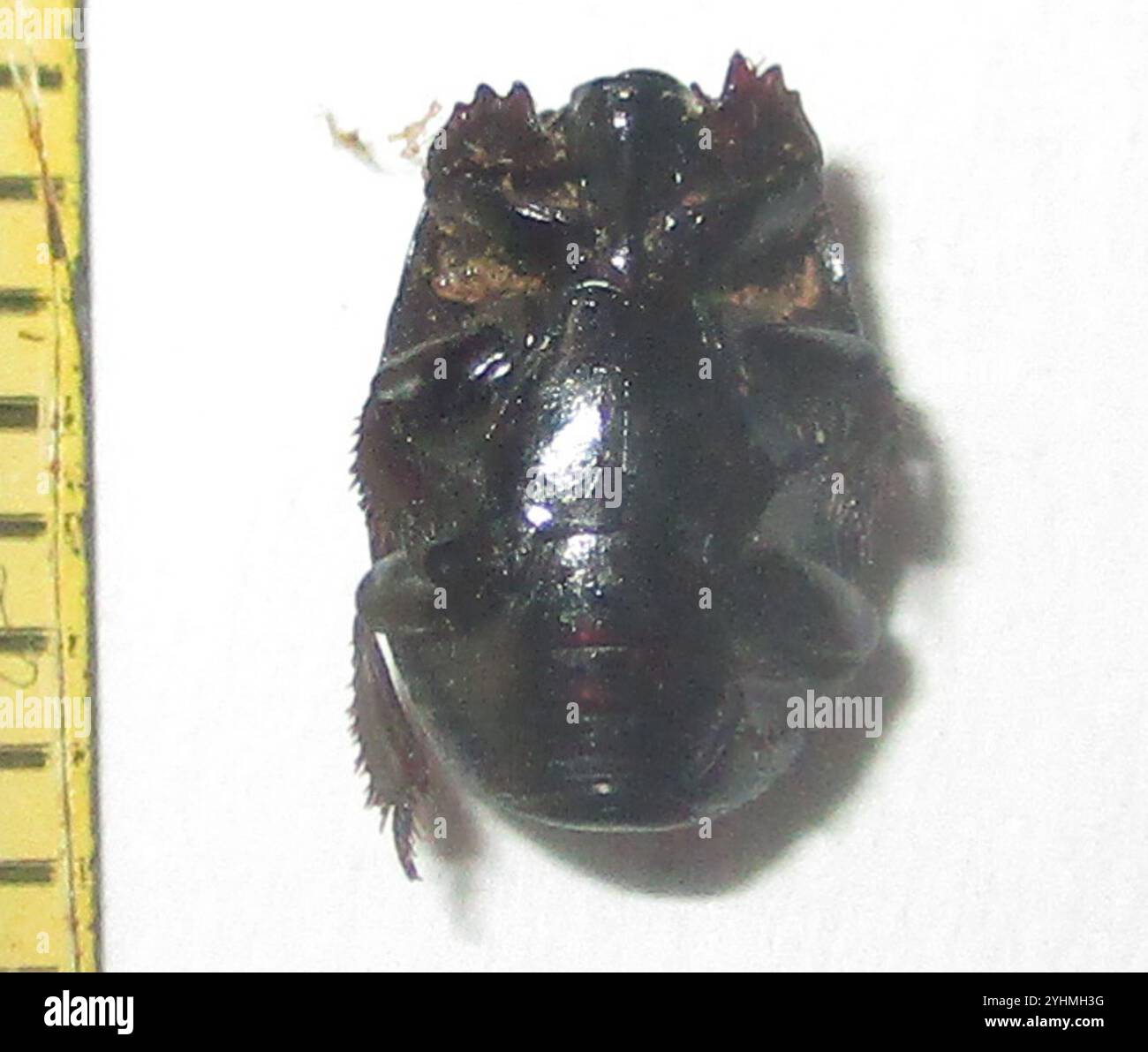 Hister Beetles (Histeridae Stock Photo - Alamy