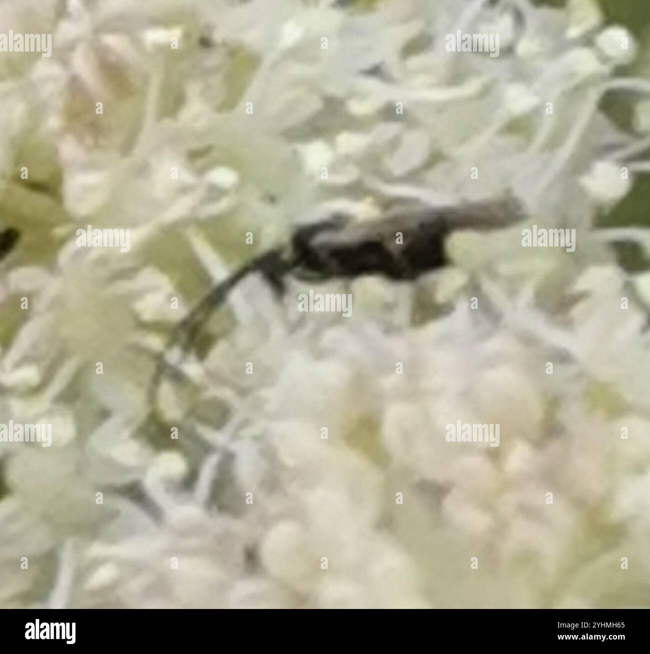 Ants, Bees, Wasps, and Sawflies (Hymenoptera Stock Photo - Alamy