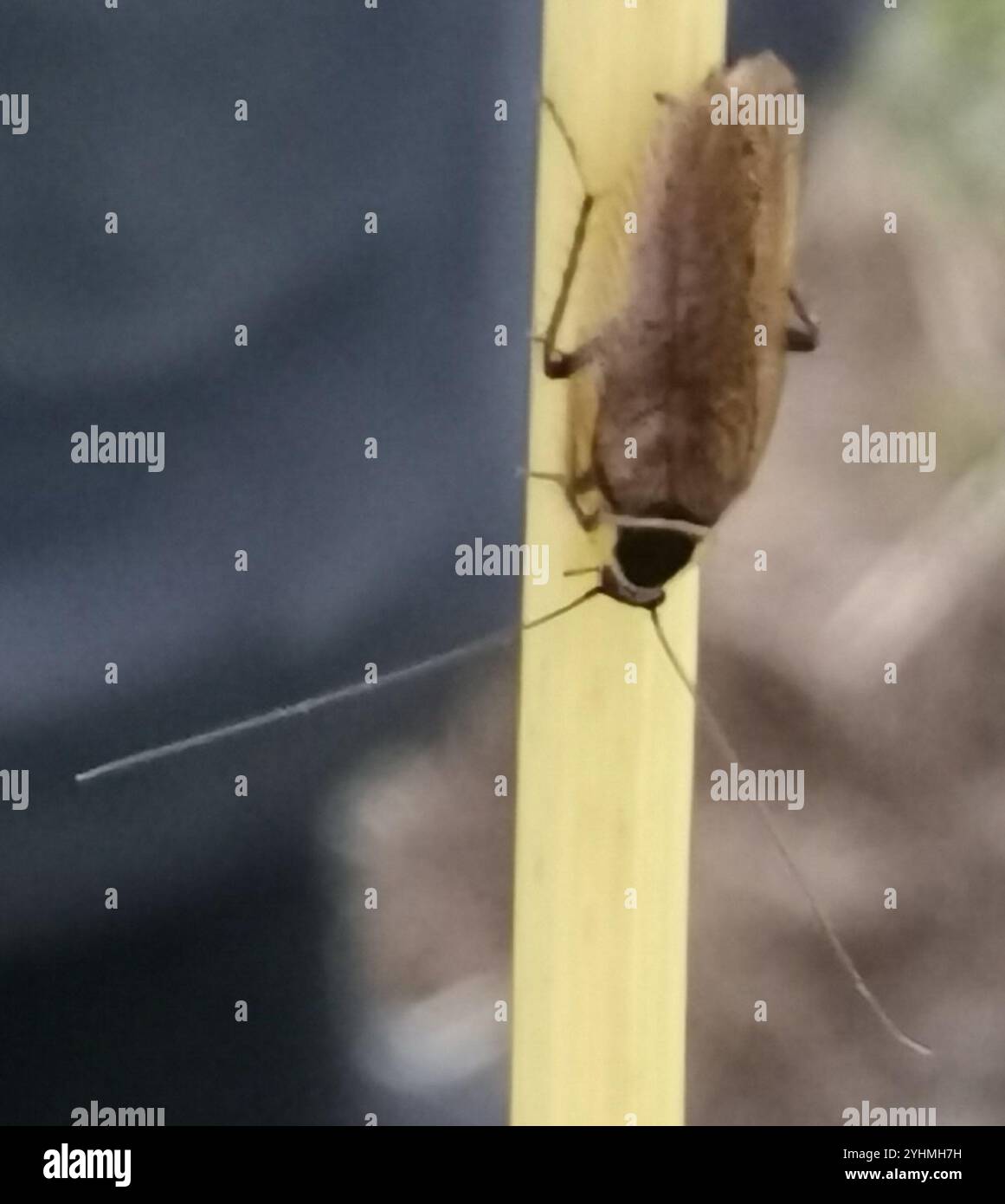 Forest Cockroach (Ectobius sylvestris Stock Photo - Alamy