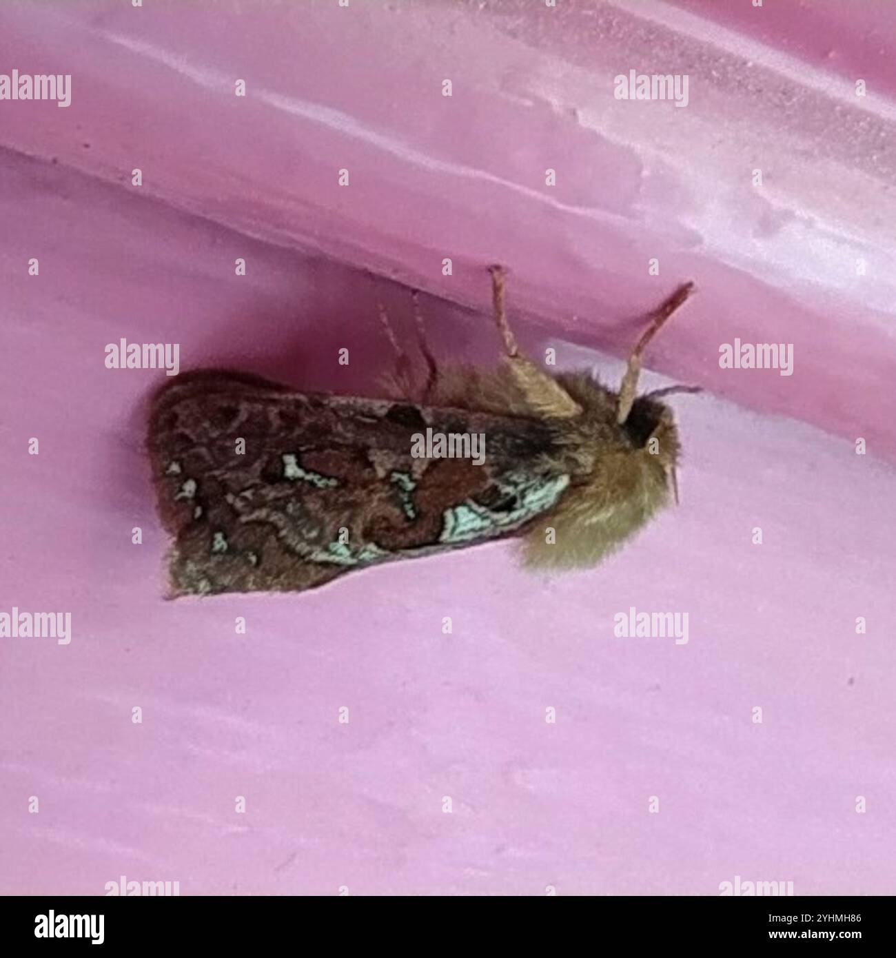 Map-winged Swift (Korscheltellus fusconebulosa Stock Photo - Alamy