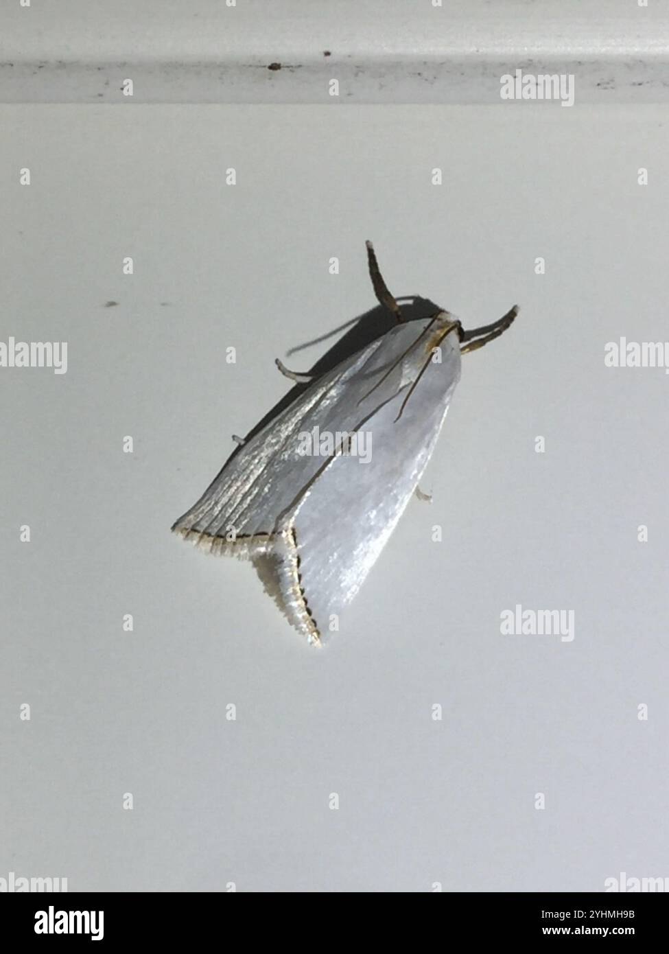Snowy Urola Moth (Urola nivalis Stock Photo - Alamy