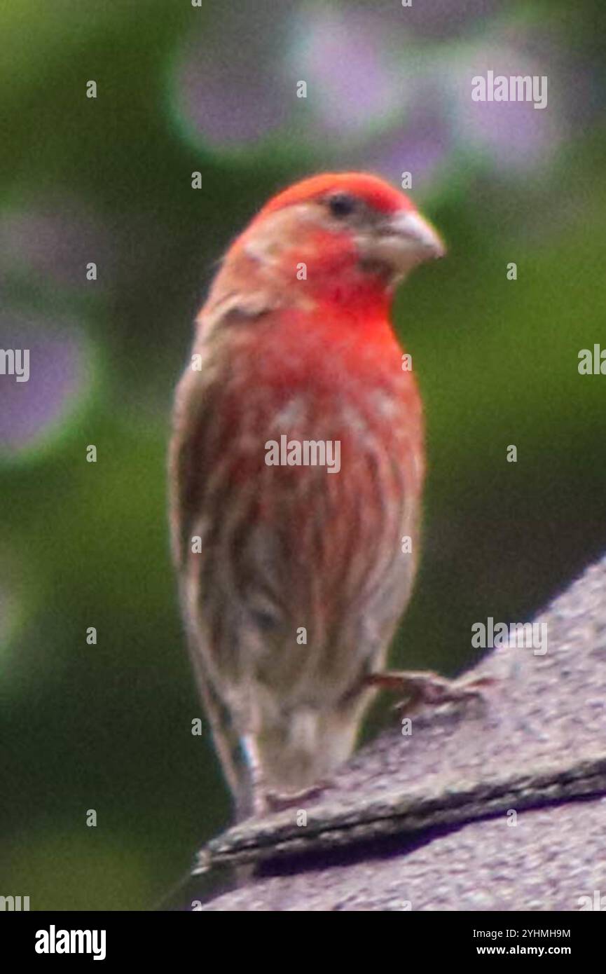 House Finch (Haemorhous mexicanus Stock Photo - Alamy